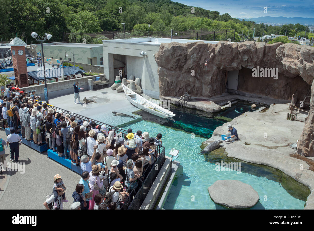 Japan, Hokkaido, Asahikawa, Asahiyama Zoo, Seal swimming pool Stock ...