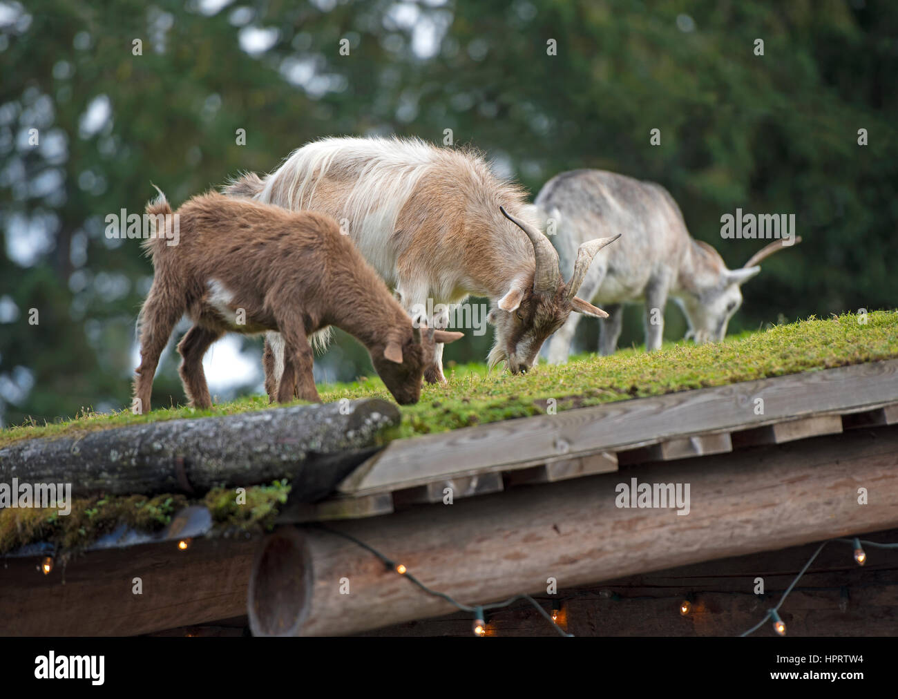 Feral Goats regularly graze on the turfed roof of the Coombs old ...