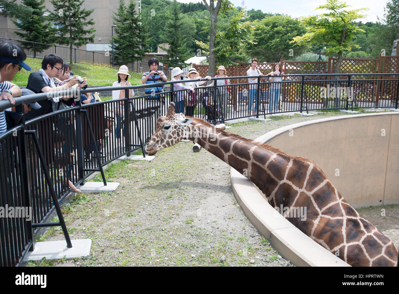 Japan, Hokkaido, Asahikawa, Giraffe In Asahiyama Zoo Stock Photo - Alamy