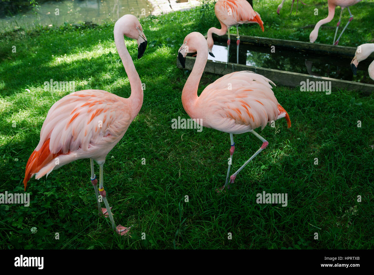 Flamingo at the Asahiyama zoo in Hokkaido, Japan Stock Photo - Alamy