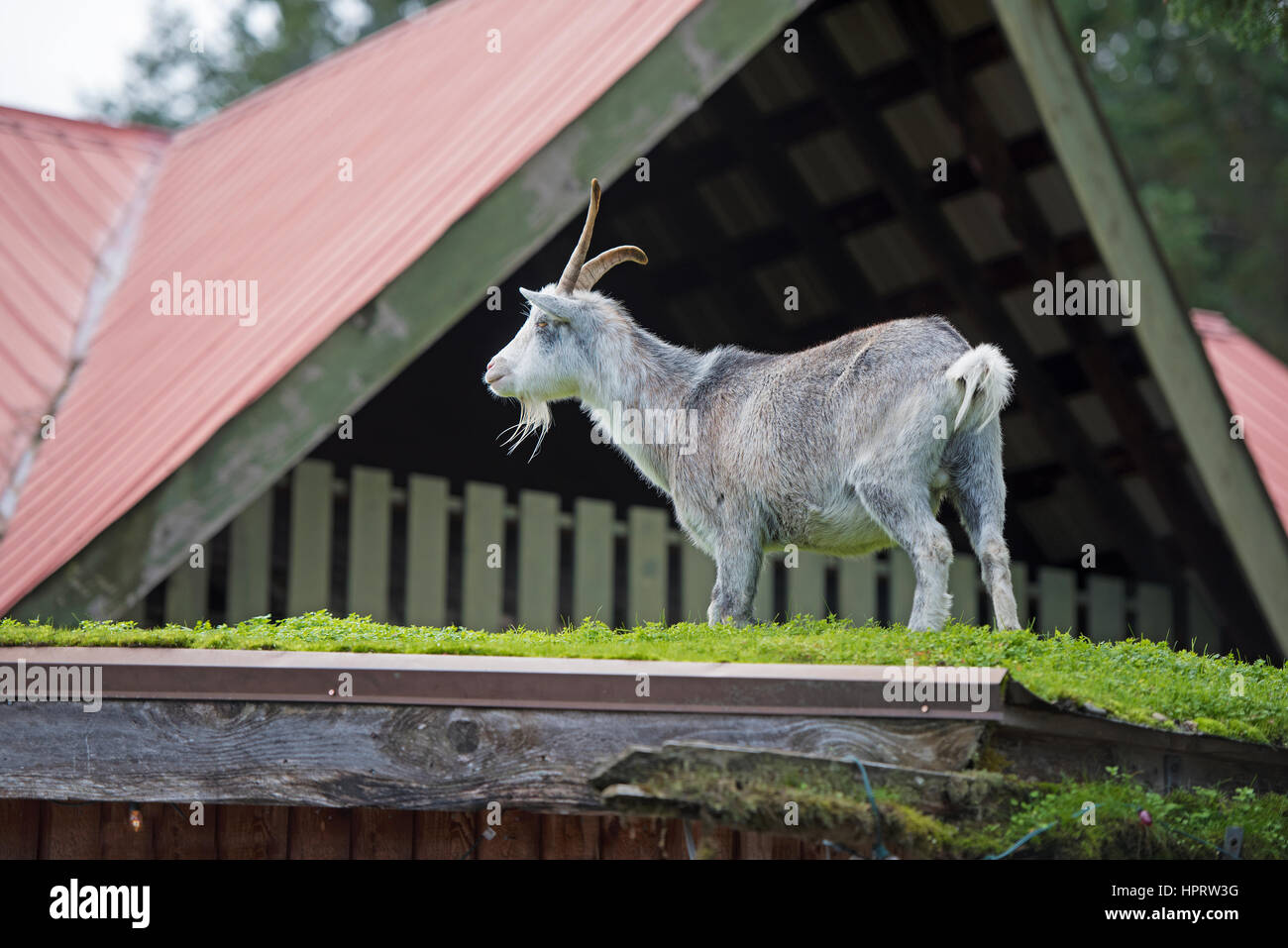Feral Goats regularly graze on the turfed roof of the Coombs old ...