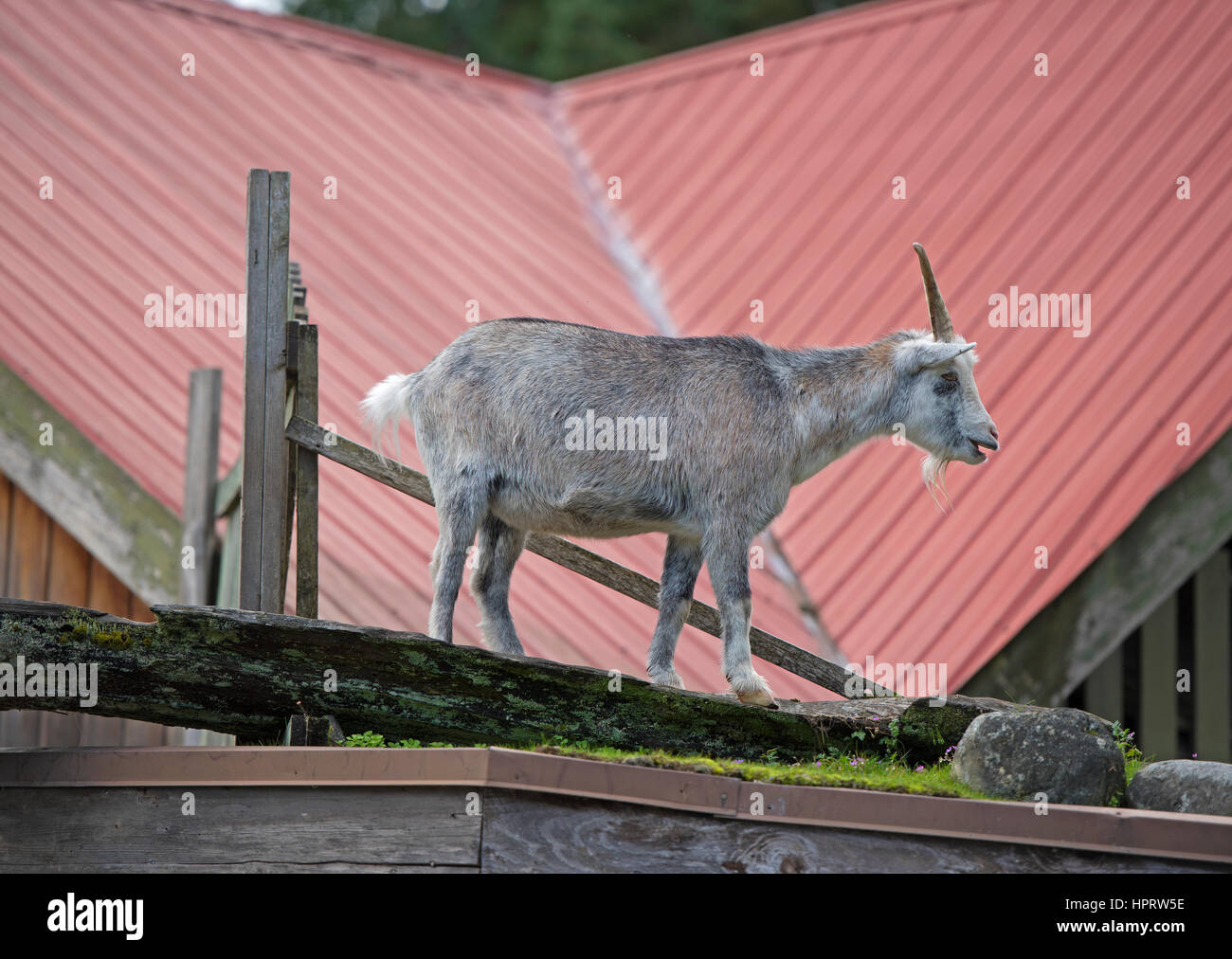 Old country market coombs hi-res stock photography and images - Alamy