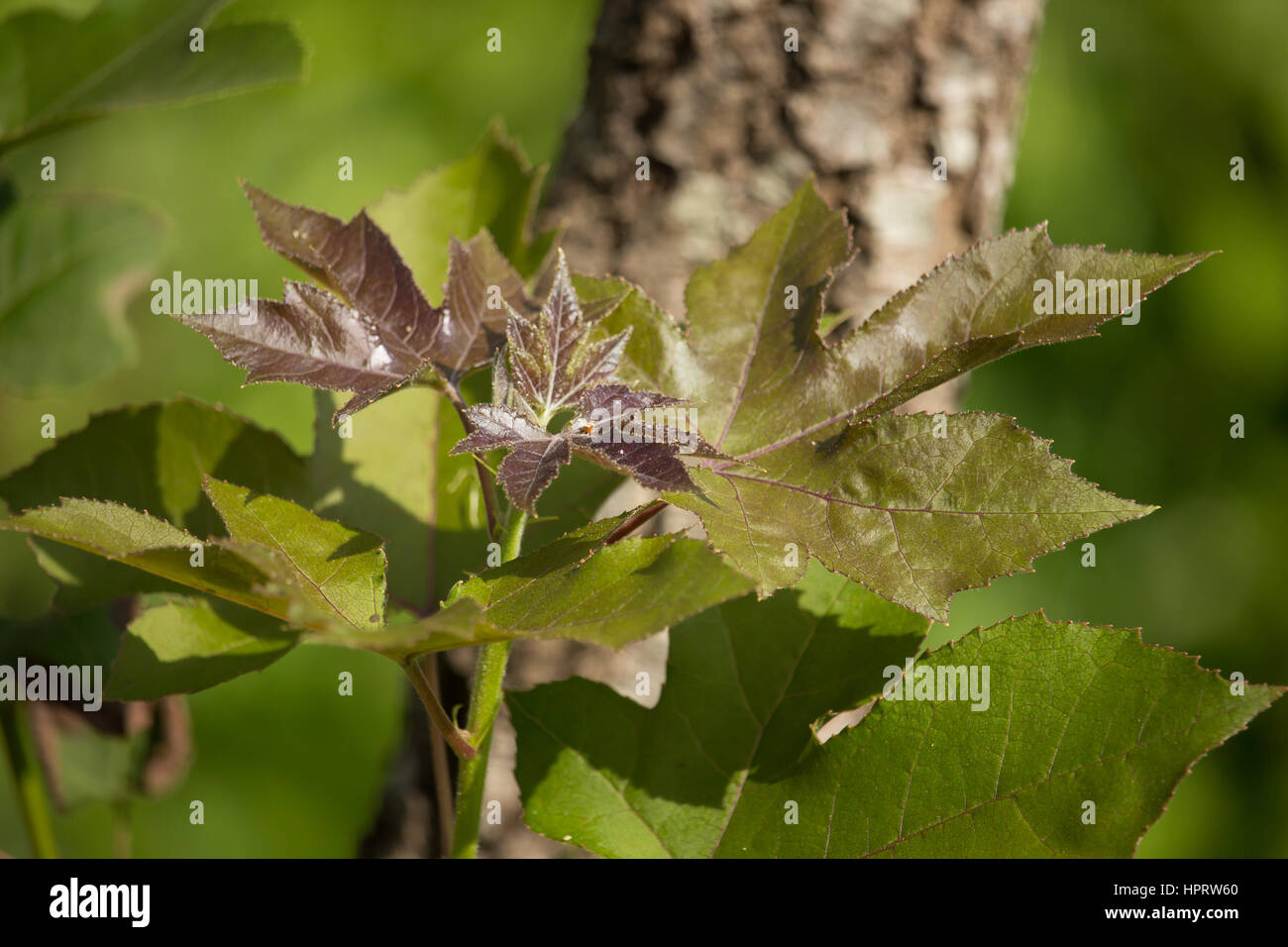 Close up leaf of Green mix red Maple tree Stock Photo - Alamy