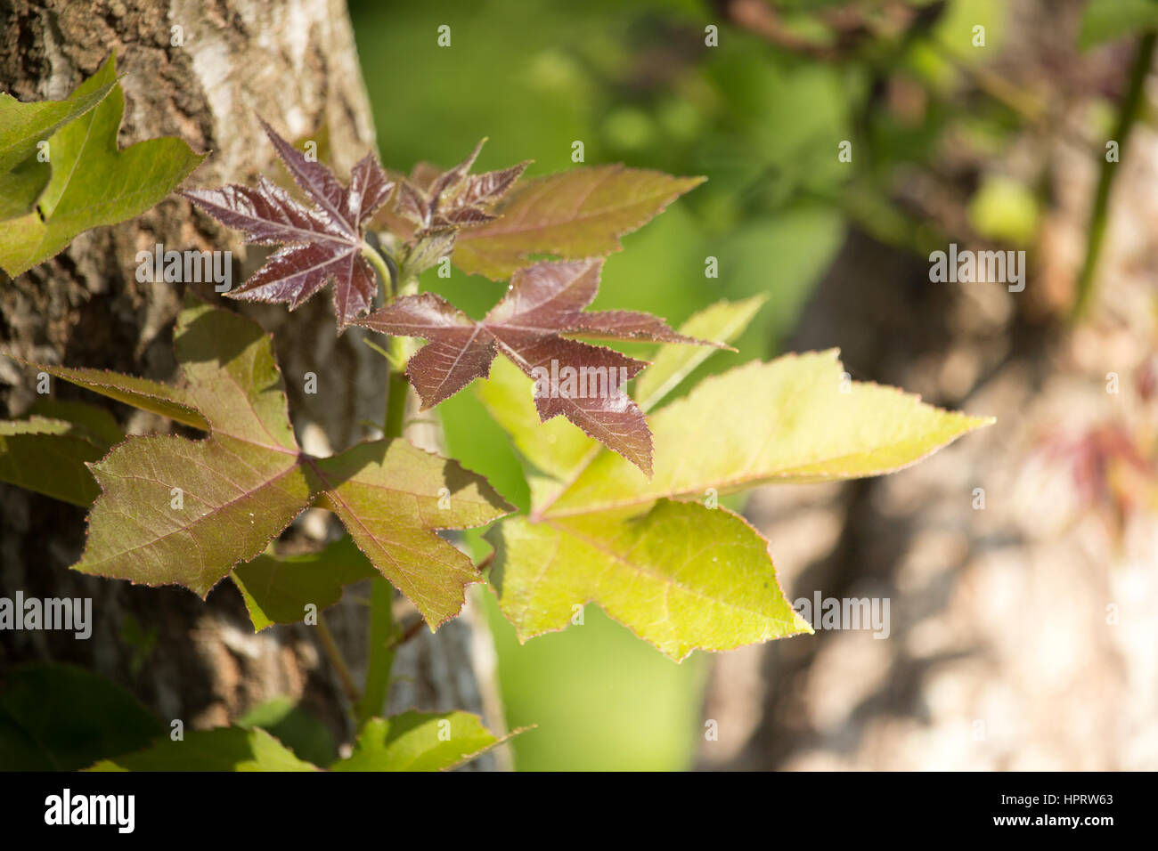 Close up leaf of Green mix red Maple tree Stock Photo - Alamy