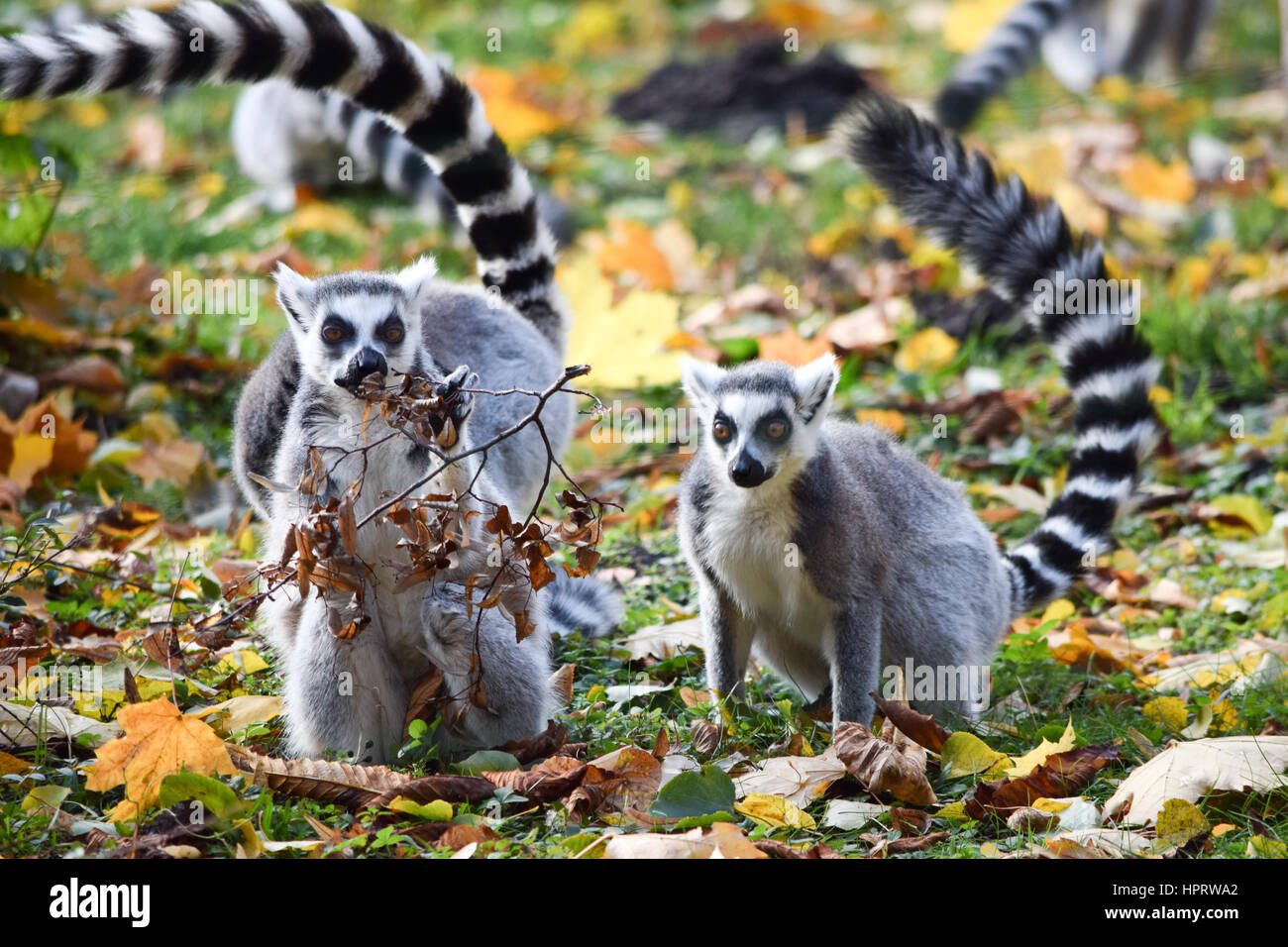 Ring-tailed lemurs in Zoo Stock Photo - Alamy