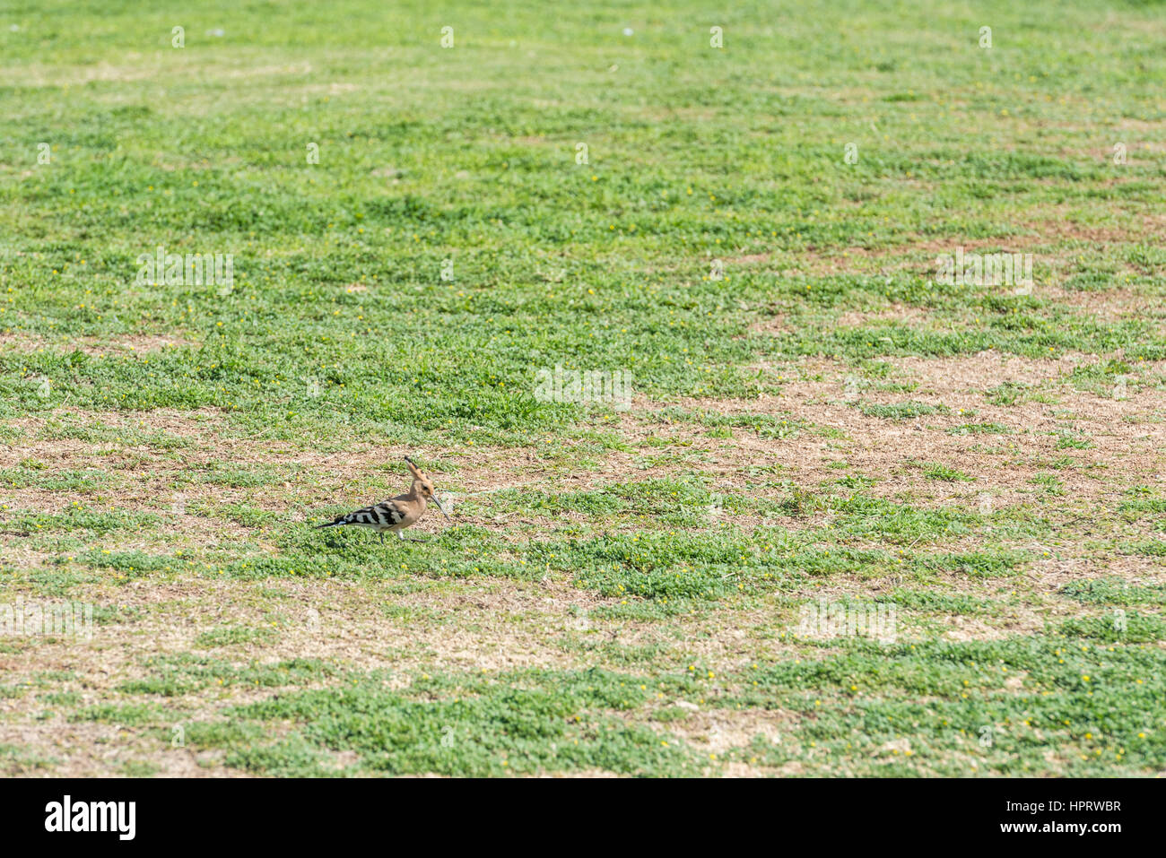 Hoopoe, national animal of Israel Stock Photo - Alamy
