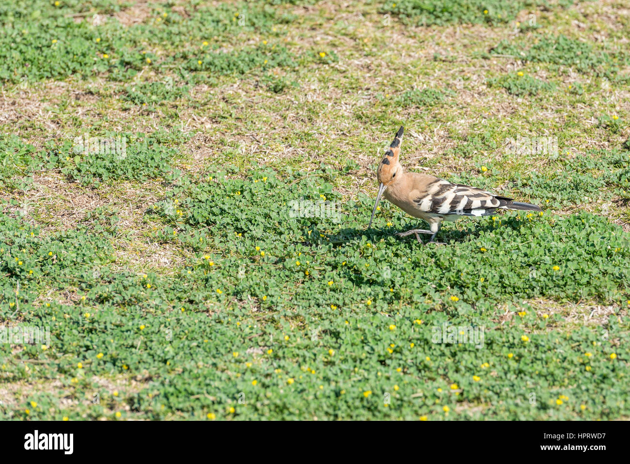 Hoopoe, national animal of Israel Stock Photo - Alamy