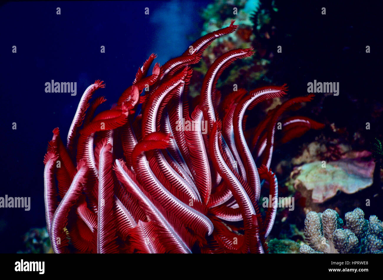 Best featherstar picture hi-res stock photography and images - Alamy