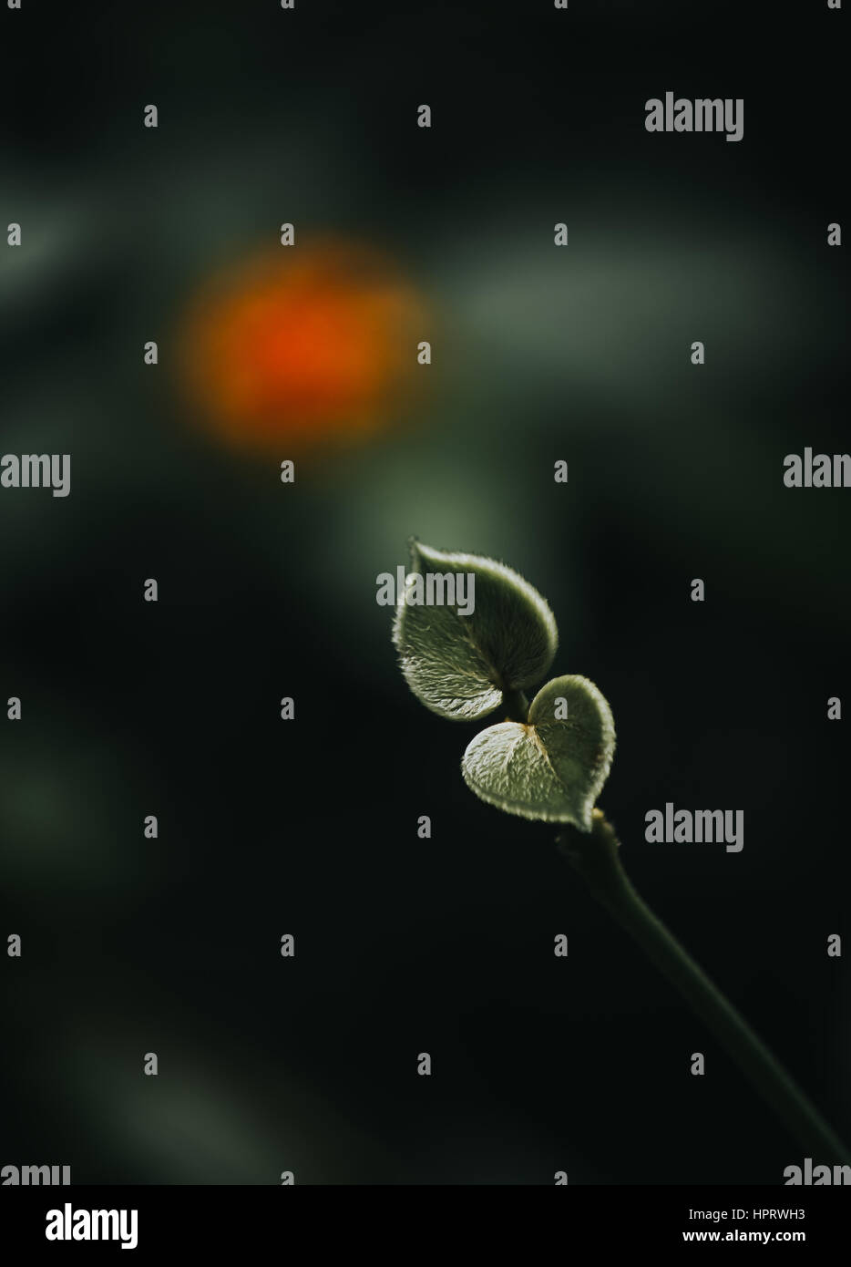 Two sided love Stock Photo - Alamy