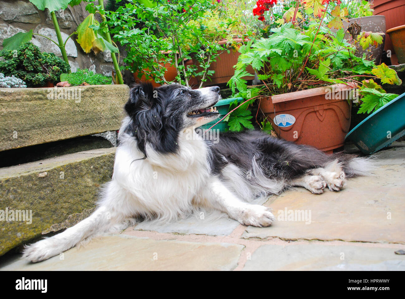 An elderly border collie in a garden in the UK Stock Photo - Alamy