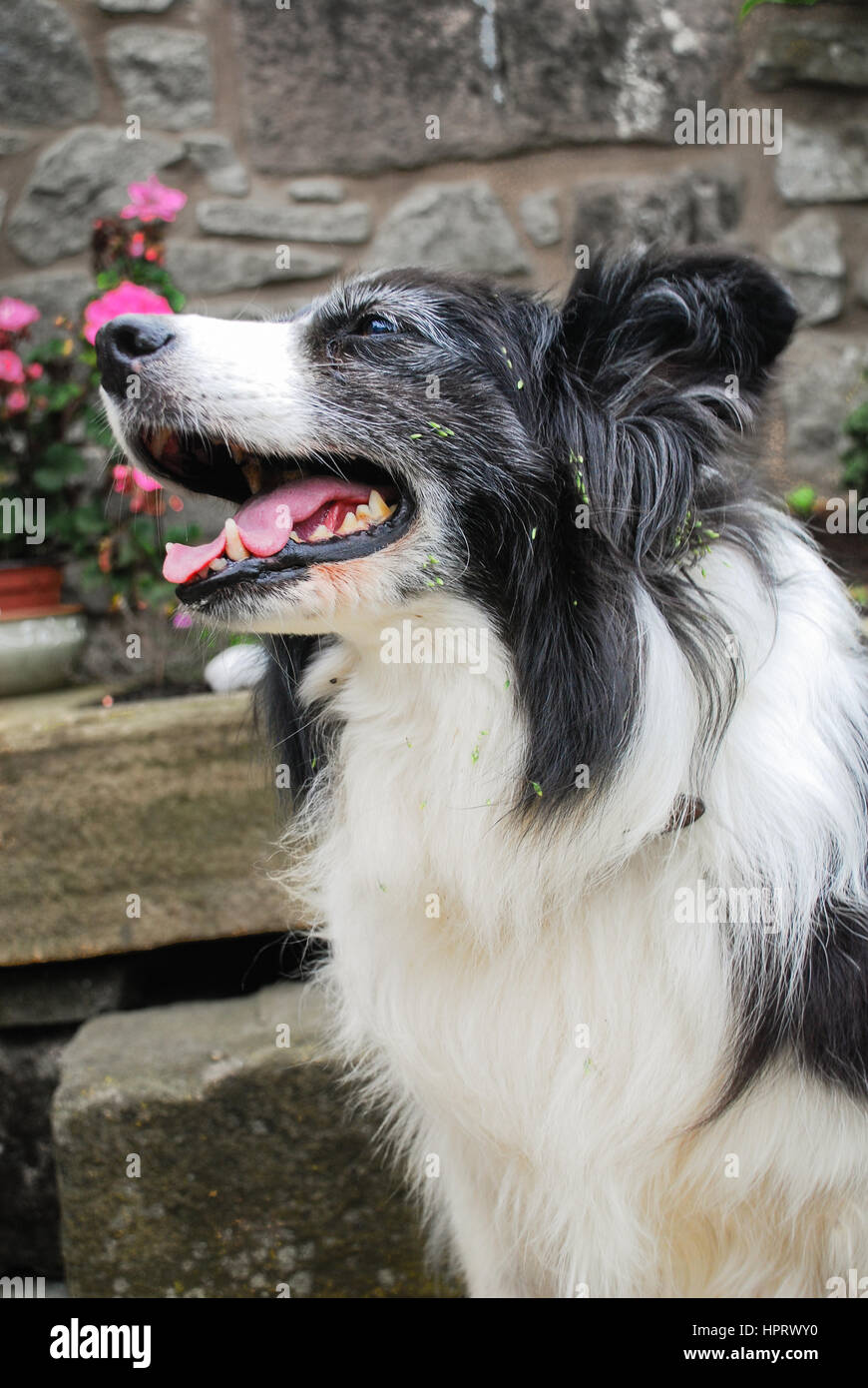 An elderly border collie in a garden in the UK Stock Photo - Alamy