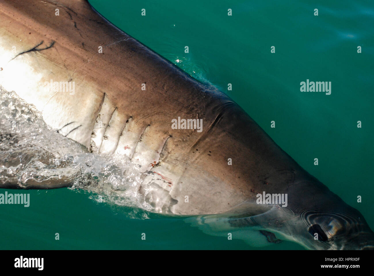 South African Great White Shark High Resolution Stock Photography and ...