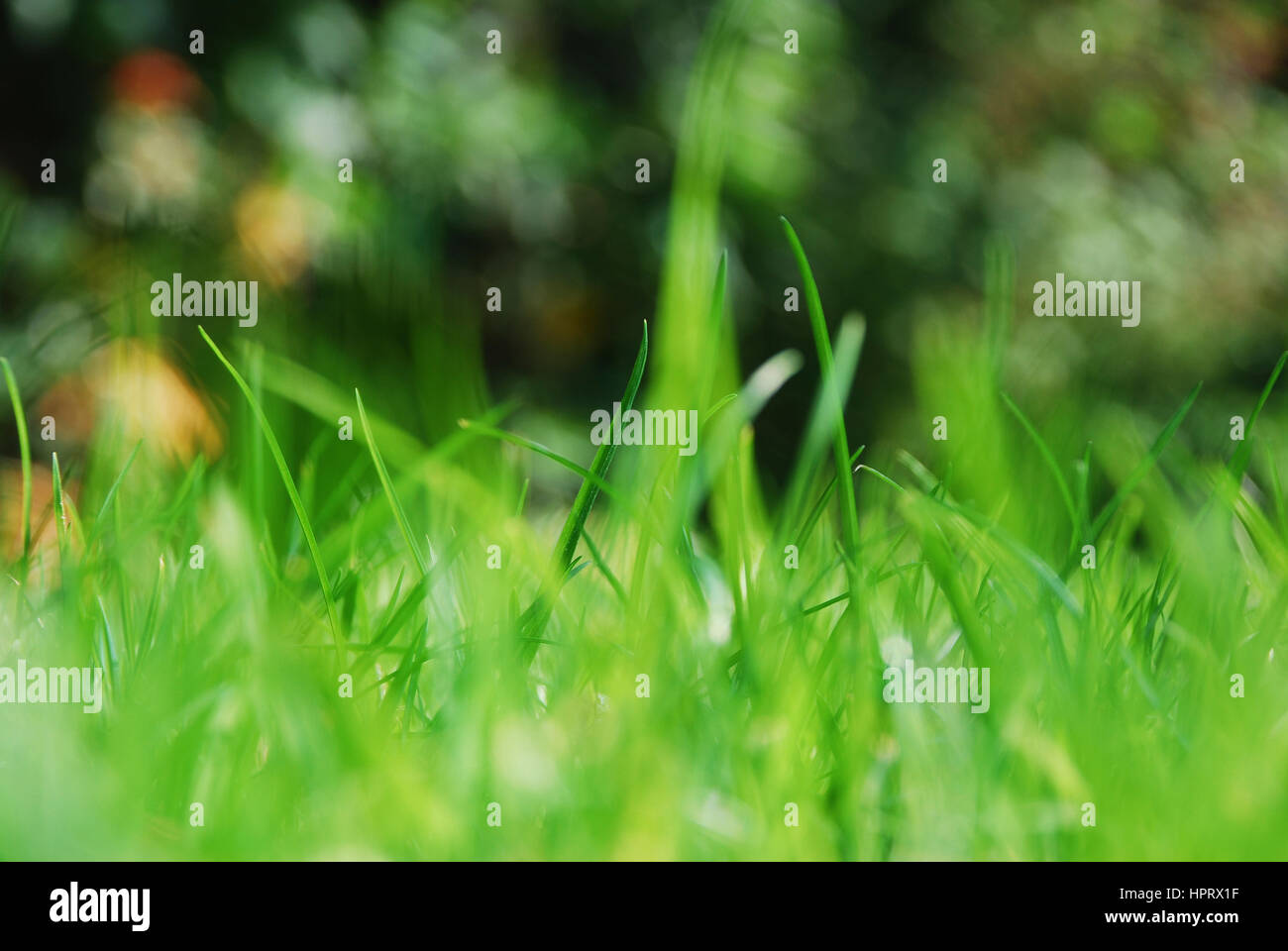 Blades of grass on a sunny day Stock Photo - Alamy