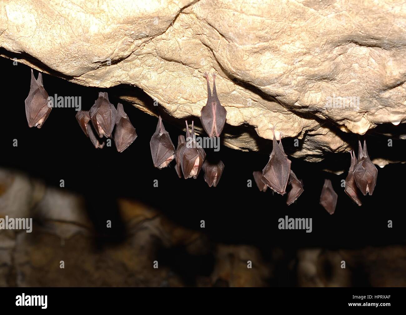 Lesser Horseshoe Bat (Rhinolophus hipposideros) in cave Stock Photo - Alamy