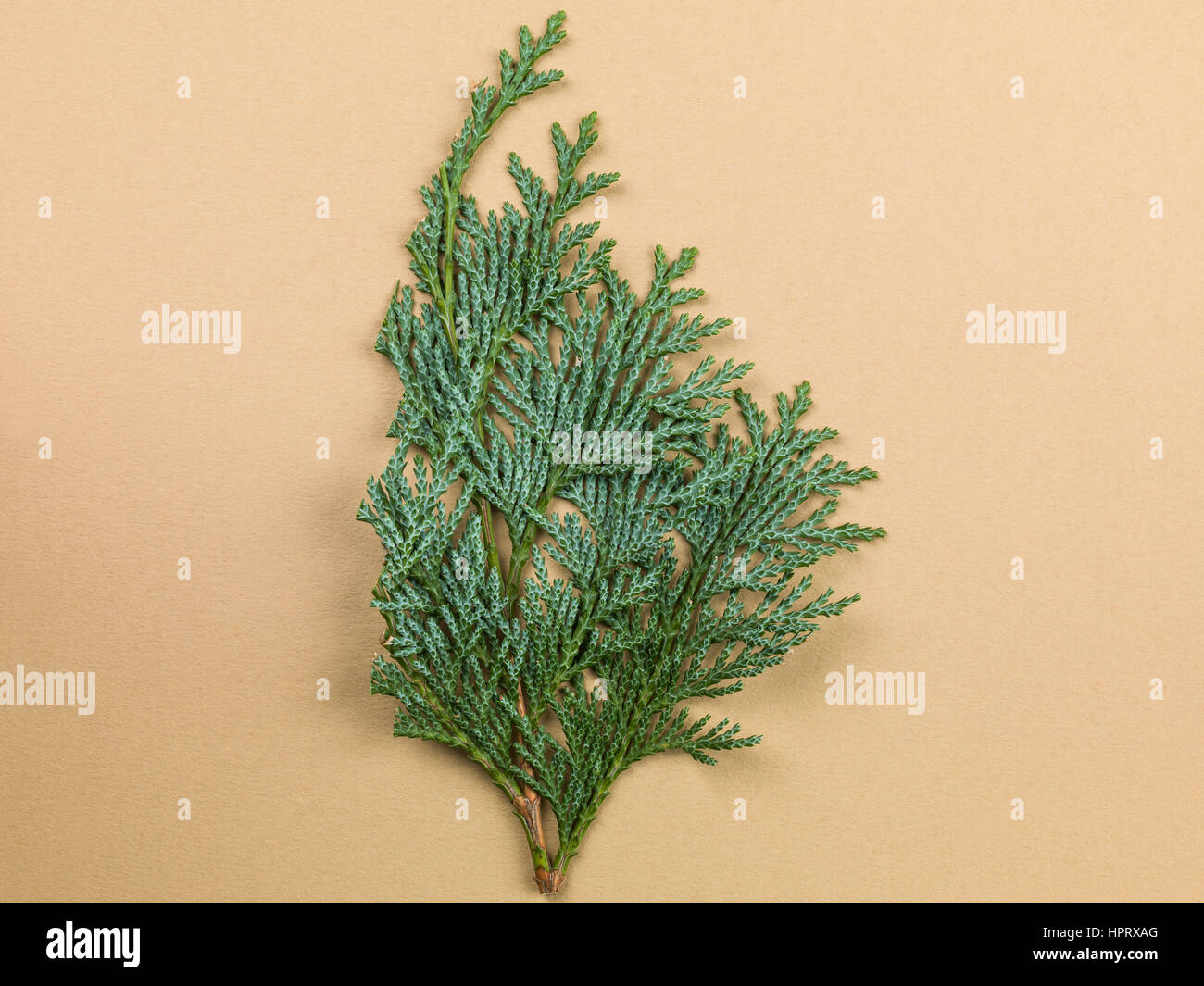 Evergreen conifer hi-res stock photography and images - Alamy