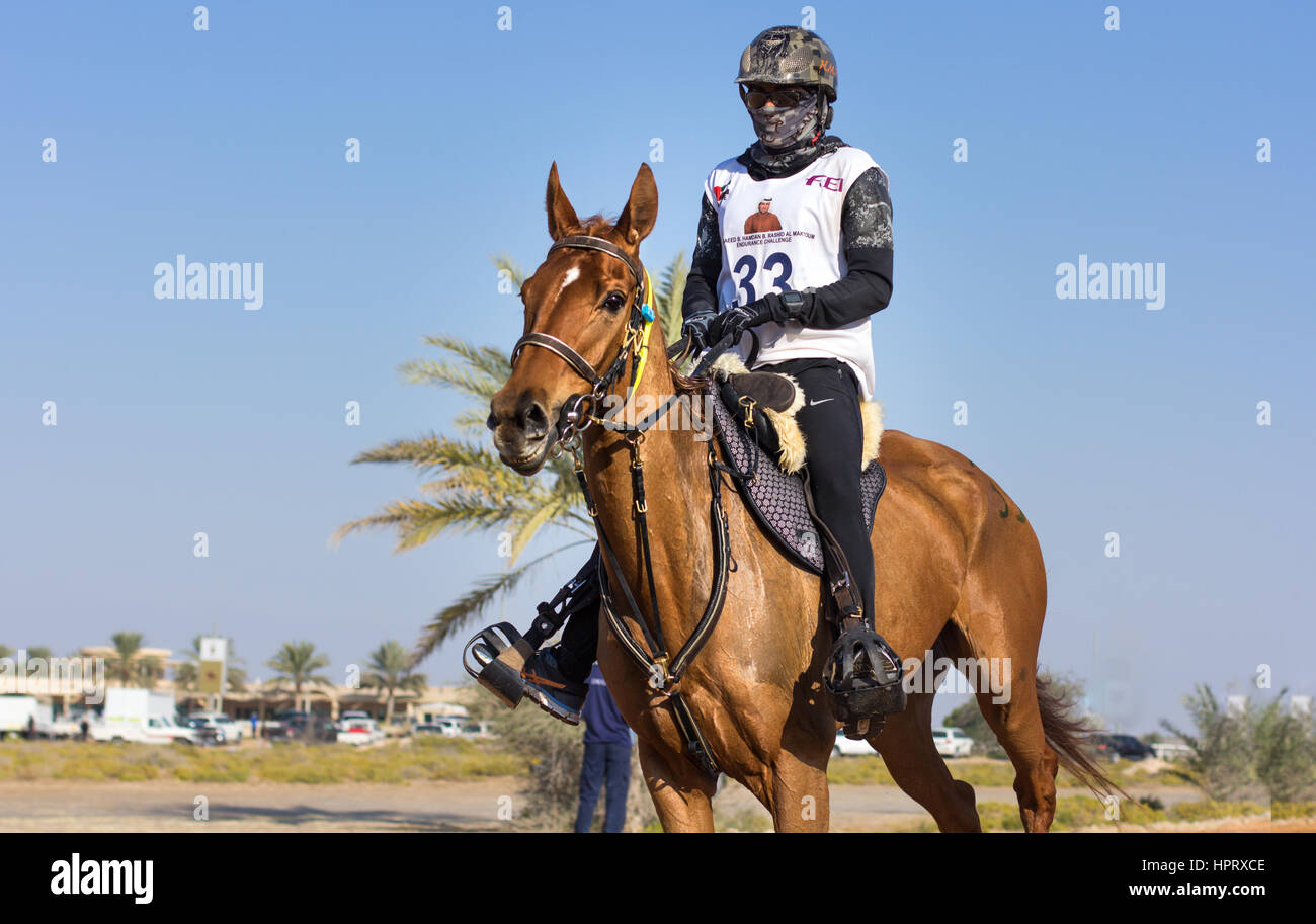 Dubai, UAE - Dec 19, 2014: Rider and his horse participating in a ...