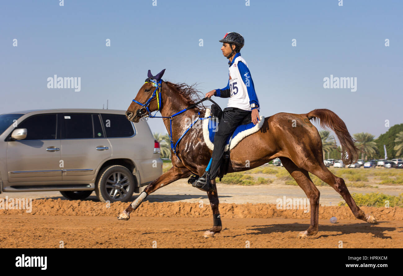 Dubai, UAE - Dec 19, 2014: Rider and his horse participating in a ...