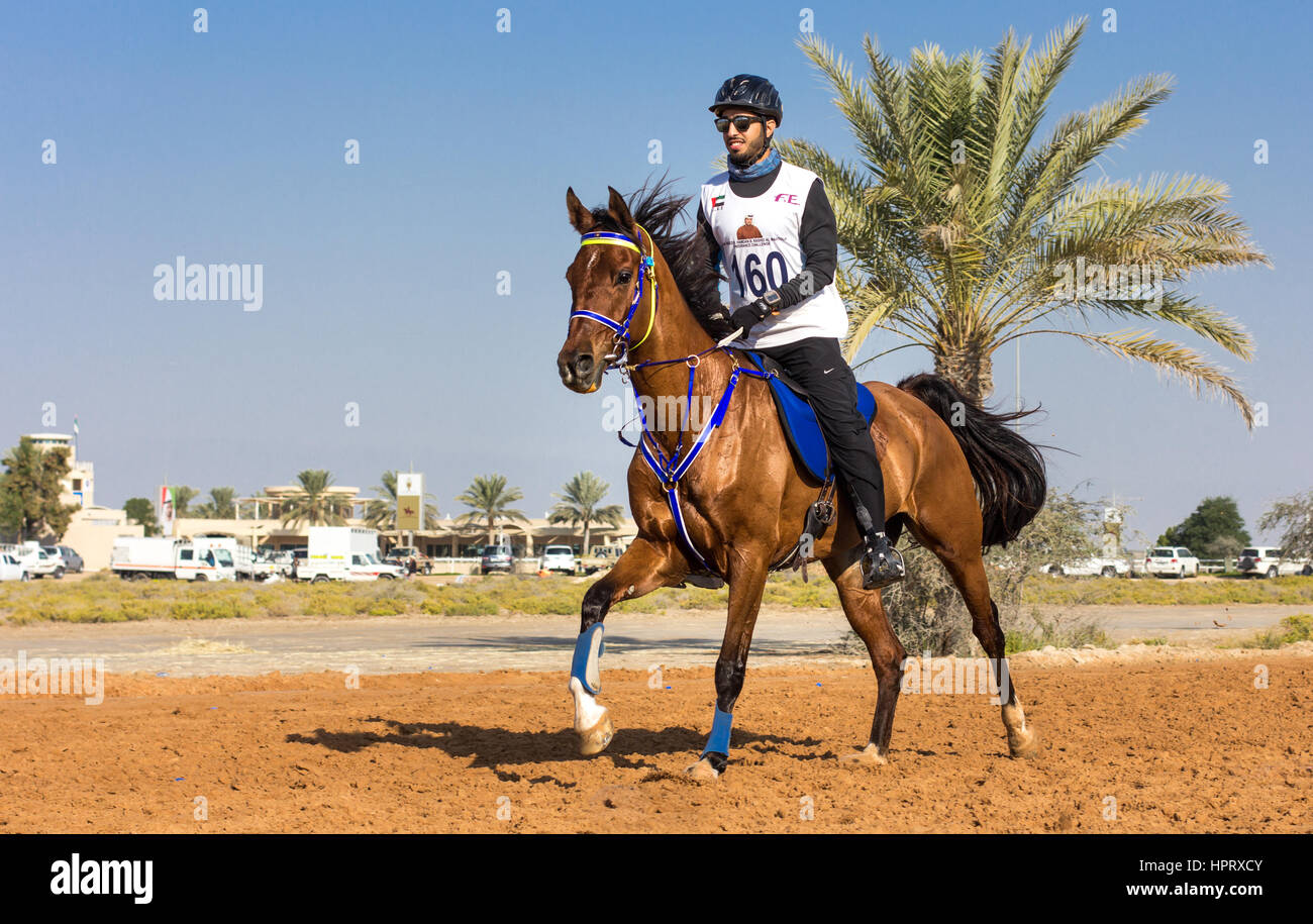 Dubai, UAE - Dec 19, 2014: Rider and his horse participating in a ...