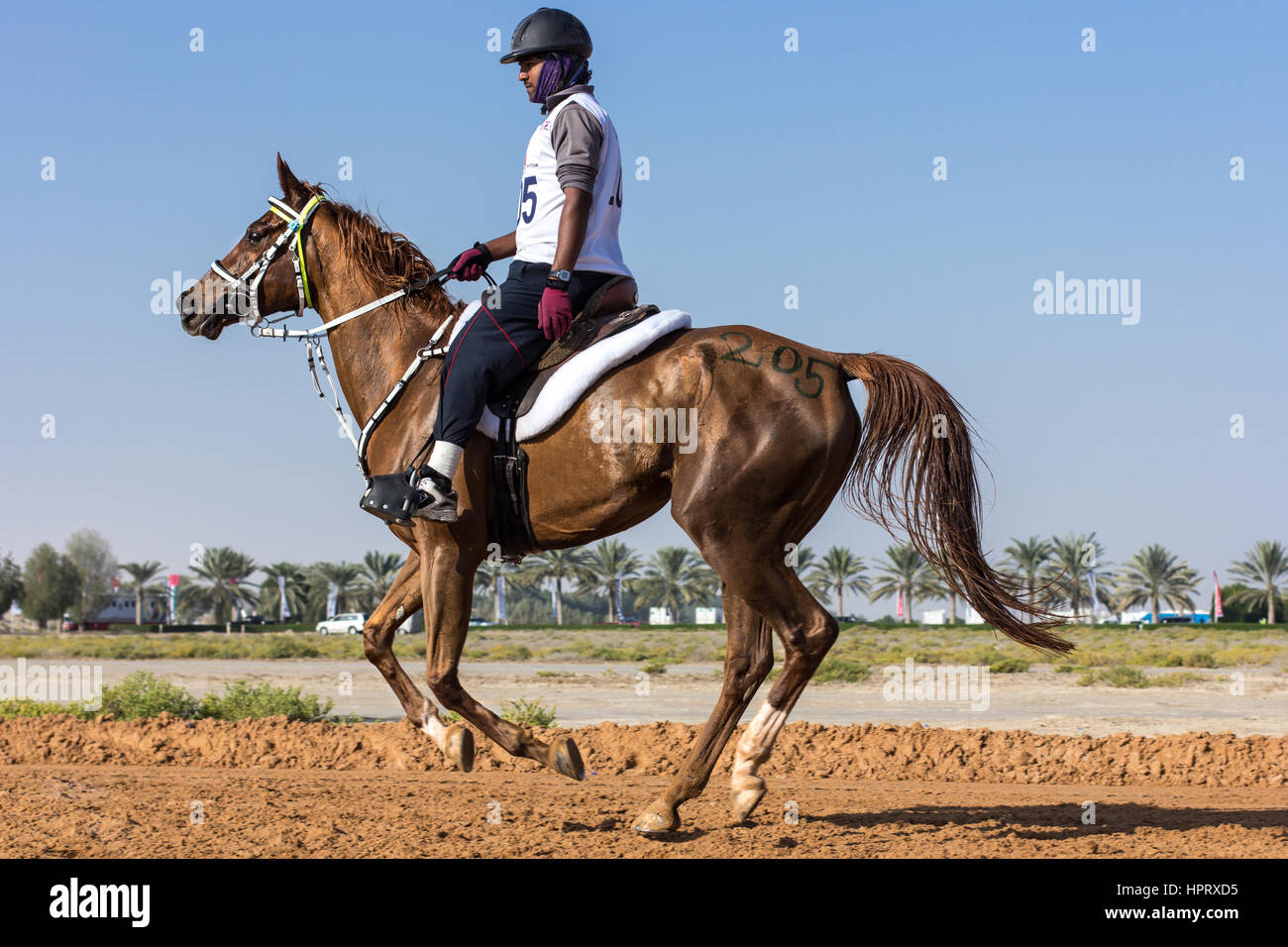Dubai, UAE - Dec 19, 2014: Rider and his horse participating in a ...