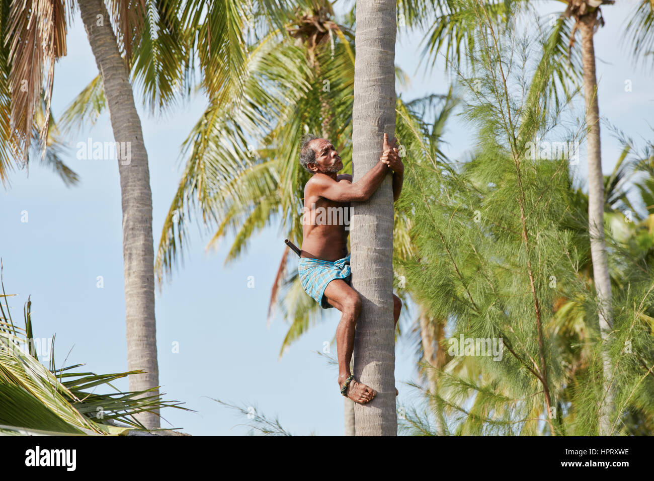 Indian Man Climbing Coconut Tree High Resolution Stock Photography and ...