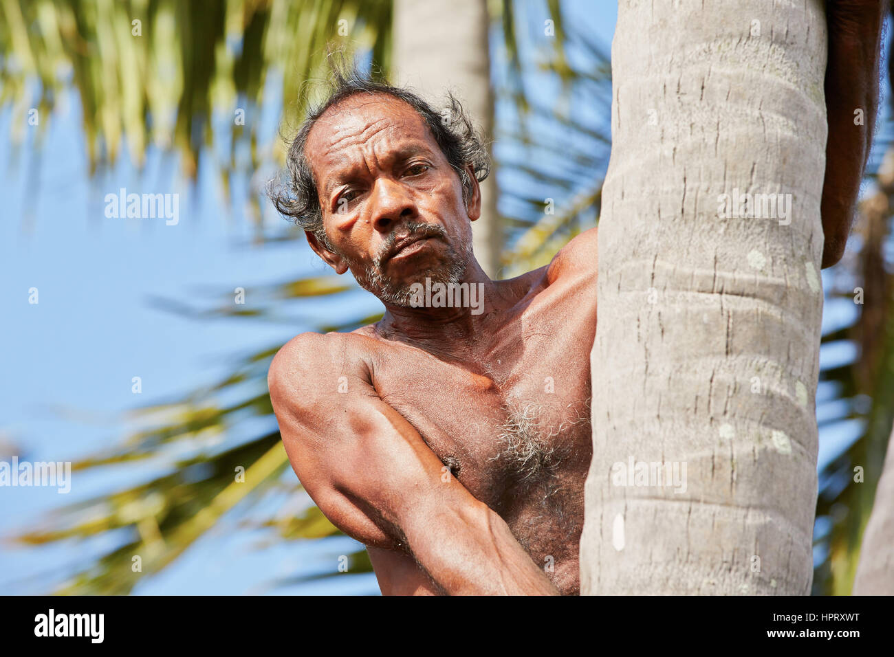 Indian man climbing coconut tree hi-res stock photography and images ...