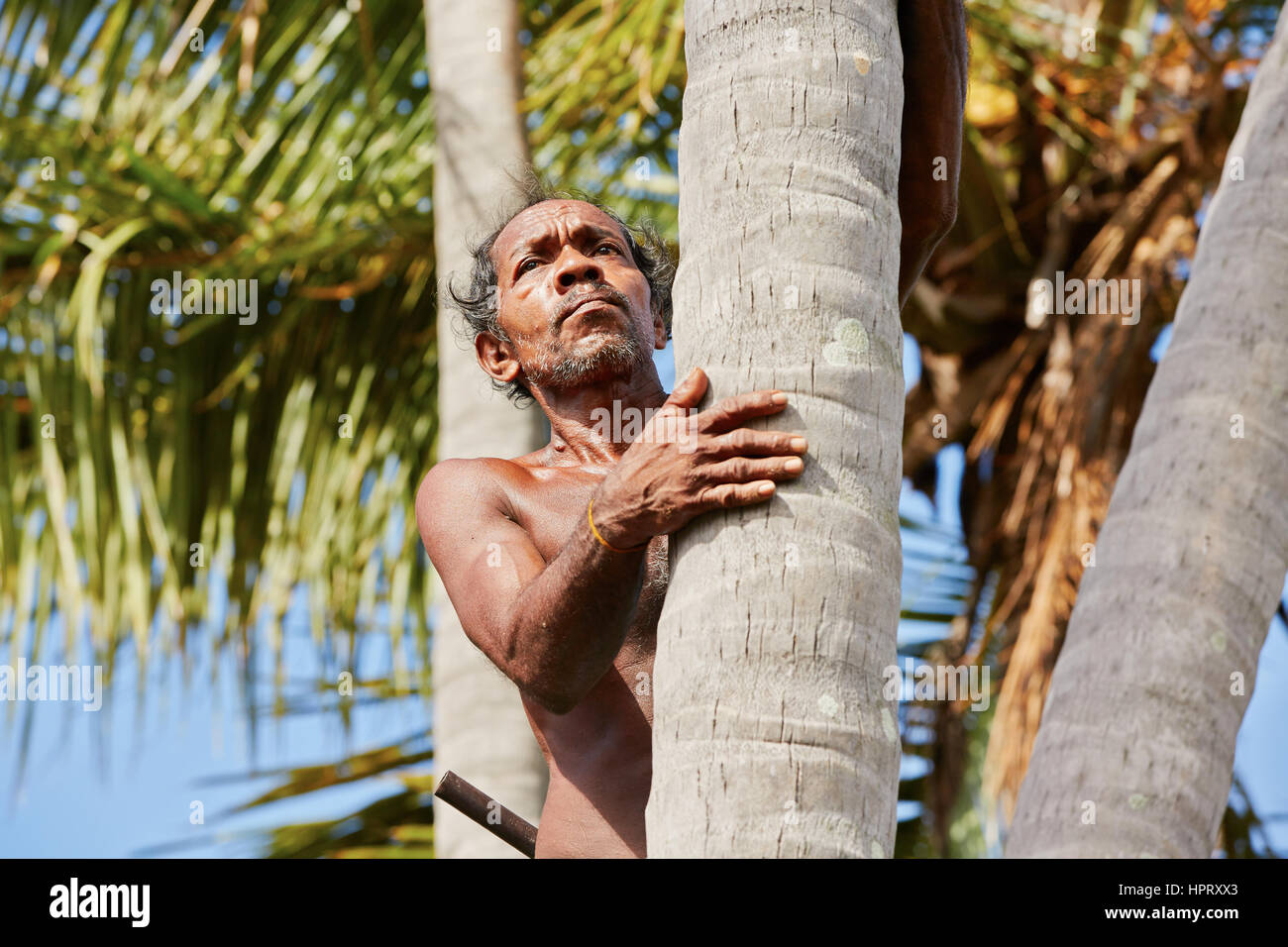 Indian man climbing coconut tree hi-res stock photography and images ...