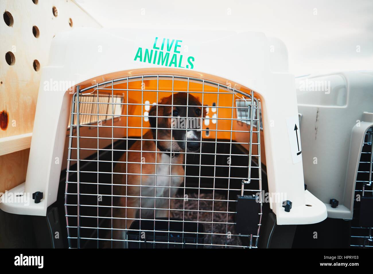 Shipping animals airport hi-res stock photography and images - Alamy