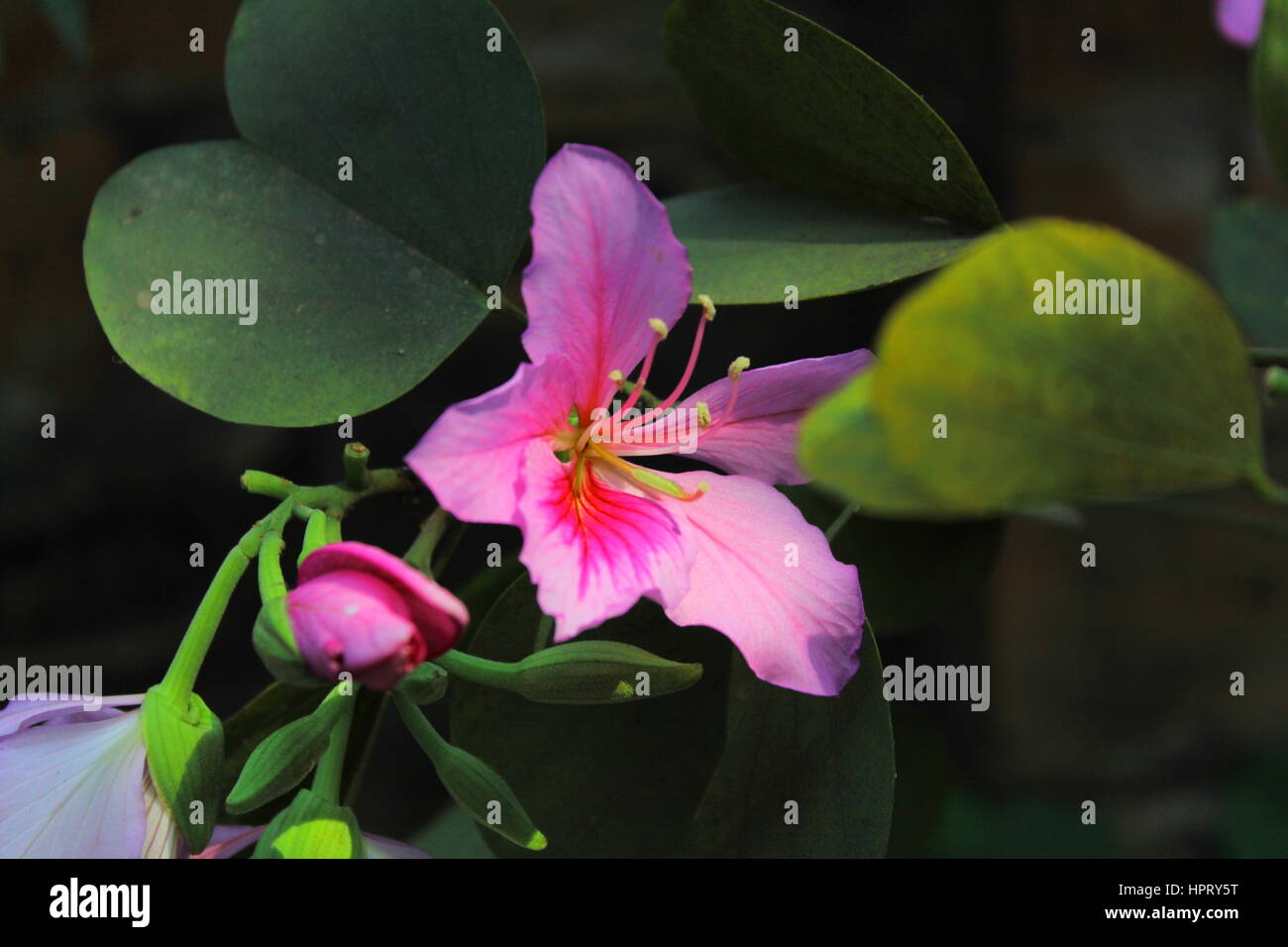 Pink flower photos hi-res stock photography and images - Alamy