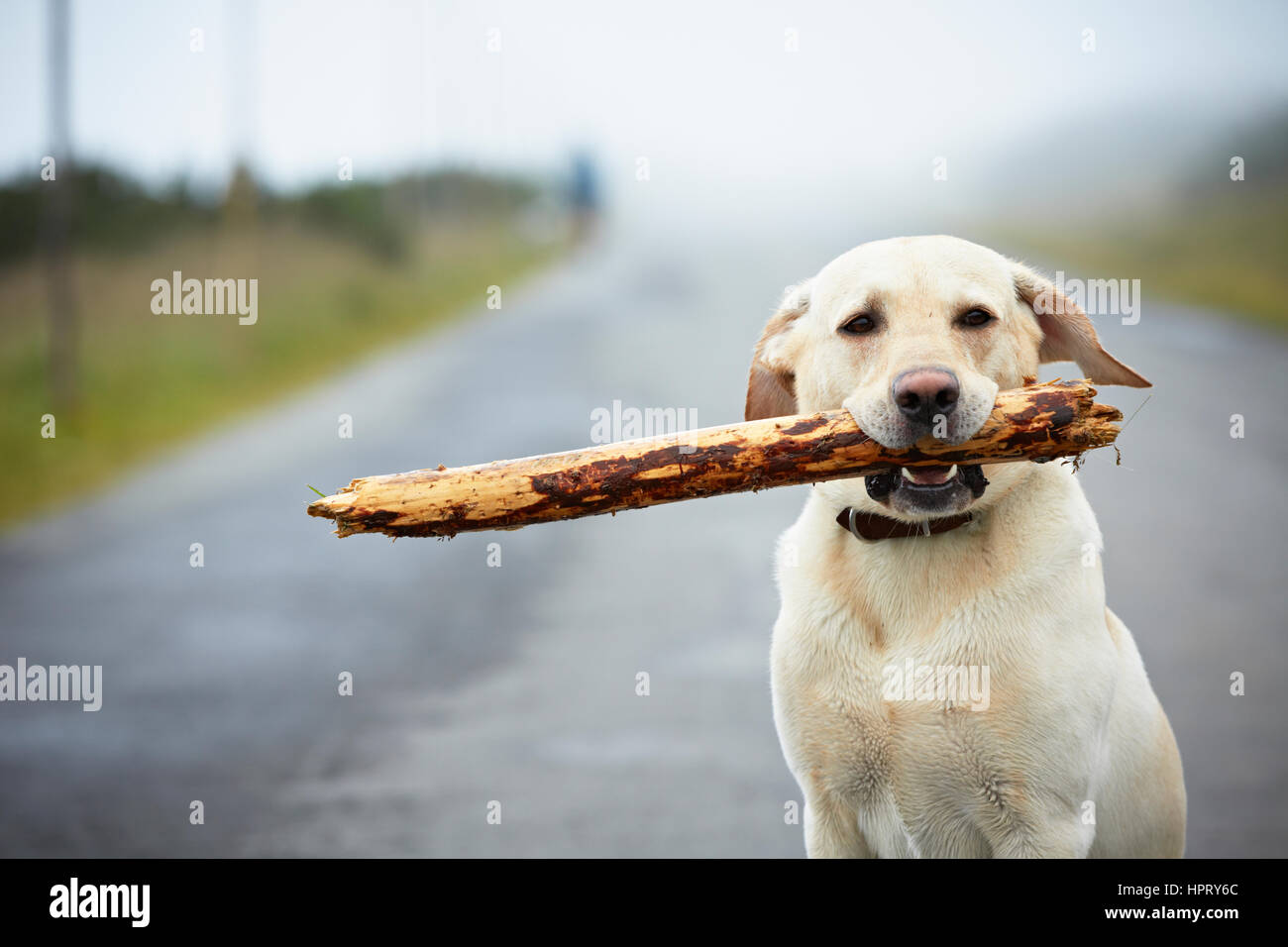 Yellow labrador retriever with stick on the road Stock Photo - Alamy