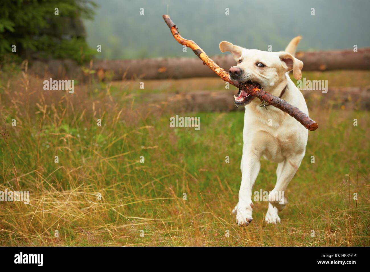 Labrador run stick hi-res stock photography and images - Alamy