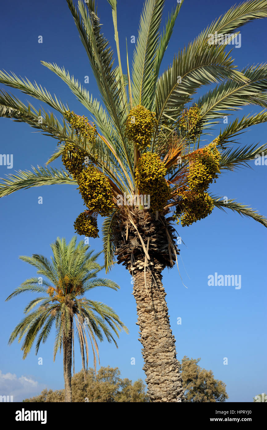 Palm trees in park in israel hi-res stock photography and images - Alamy
