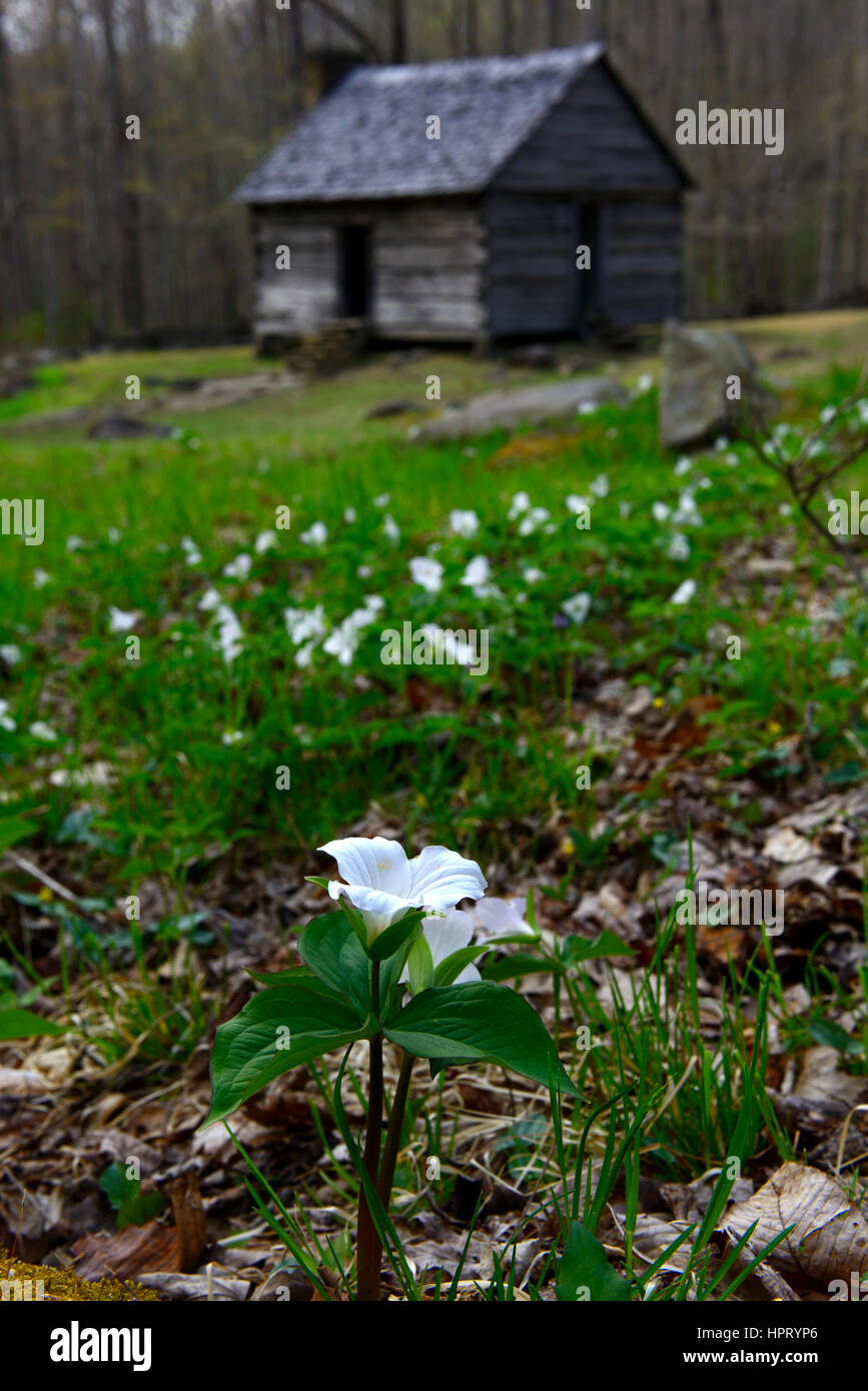 Trillium grandiflorum, White wake robin, flowers, flowering, spring ...