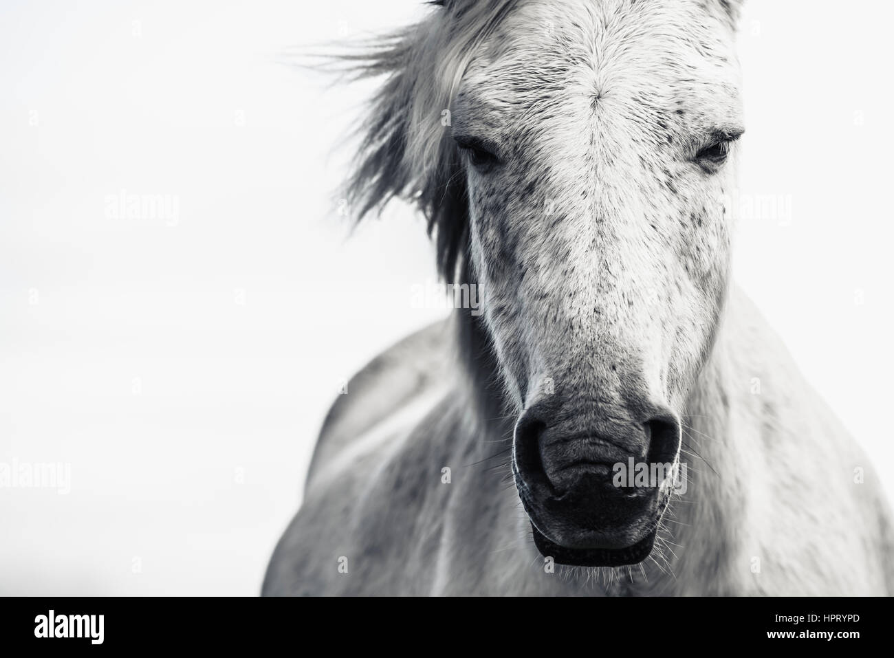 Black horse hi-res stock photography and images - Alamy