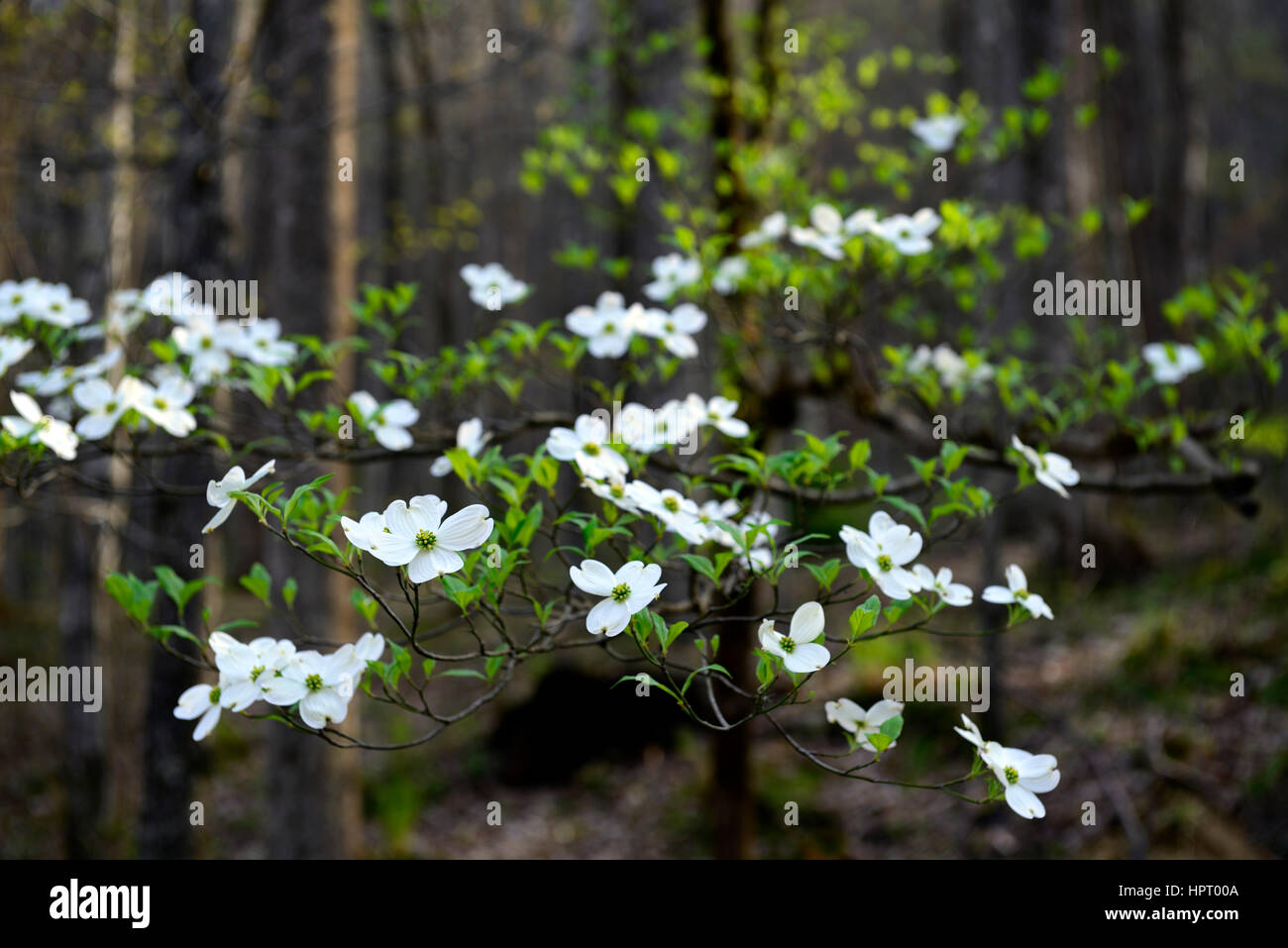 Cornus florida hi-res stock photography and images - Alamy