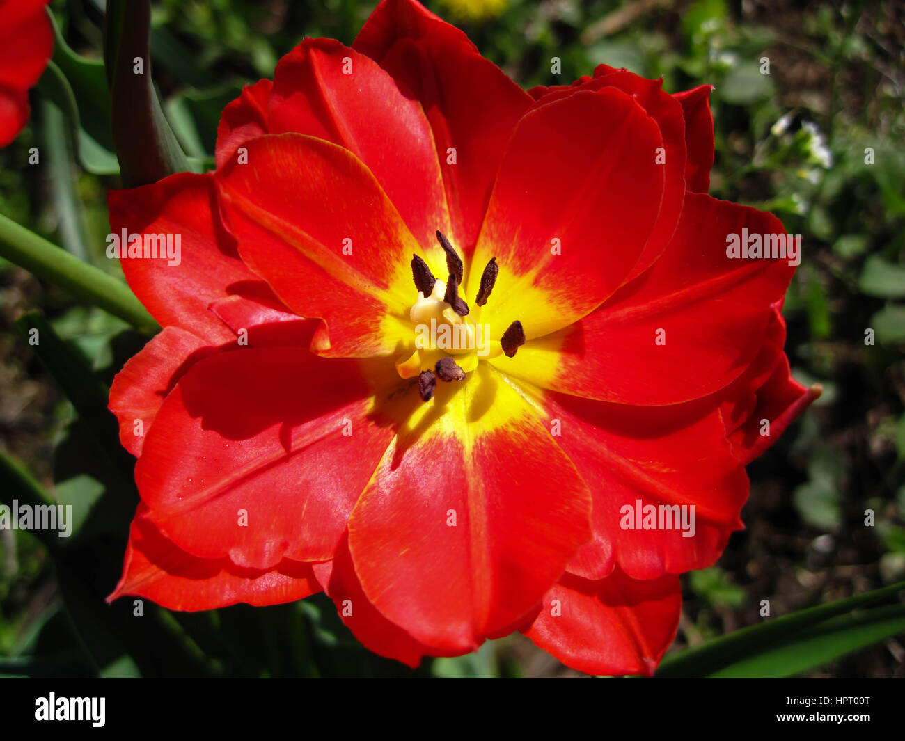 Fully yellow tulip hi-res stock photography and images - Alamy