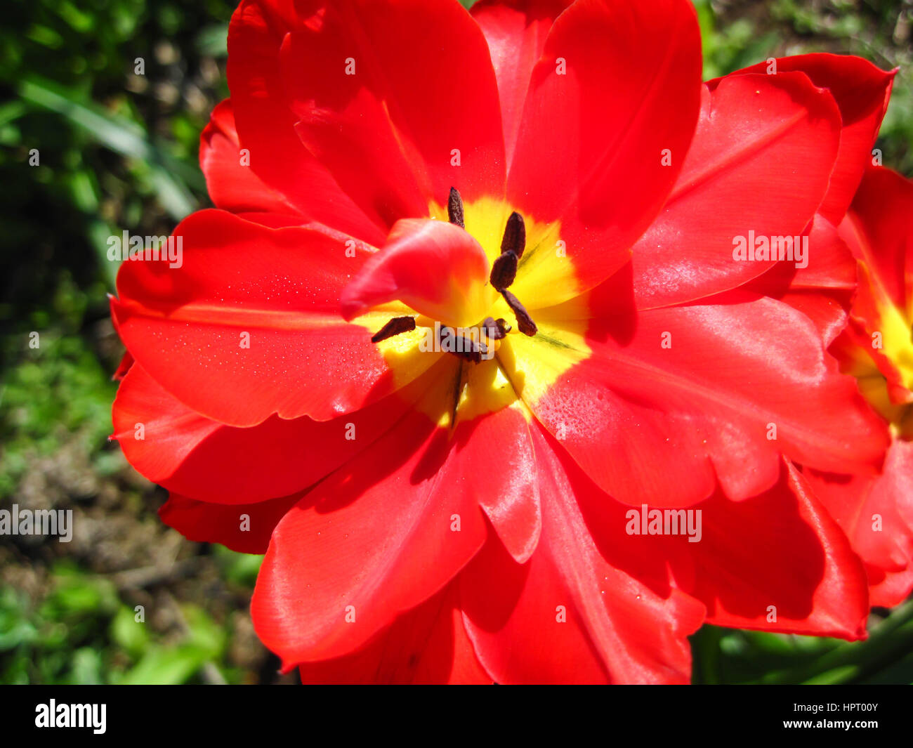 Fully Opened Red Tulip Stock Photo - Alamy