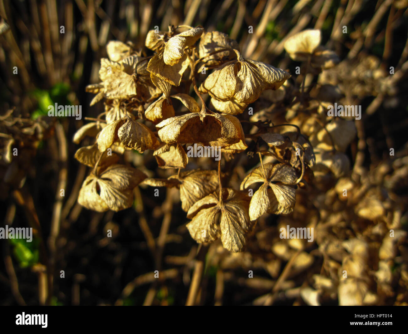 Dried Out Hydrangeas Blossom Stock Photo - Alamy