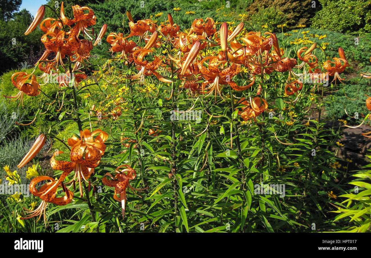 Tiger garden hi-res stock photography and images - Alamy