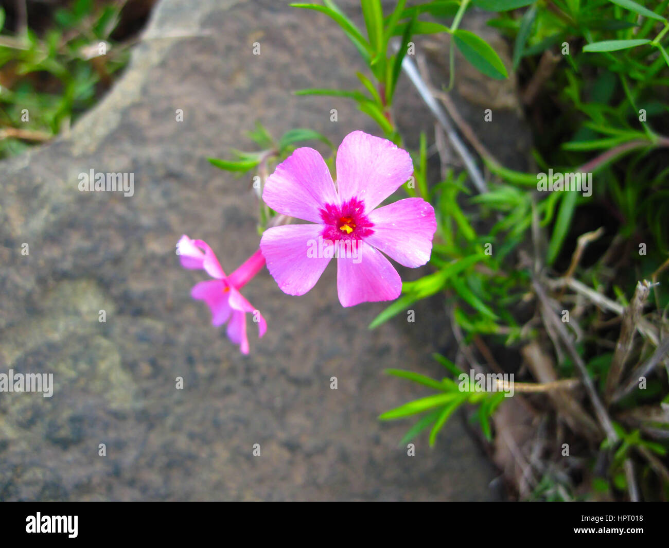 Periwinkle floral hi-res stock photography and images - Alamy