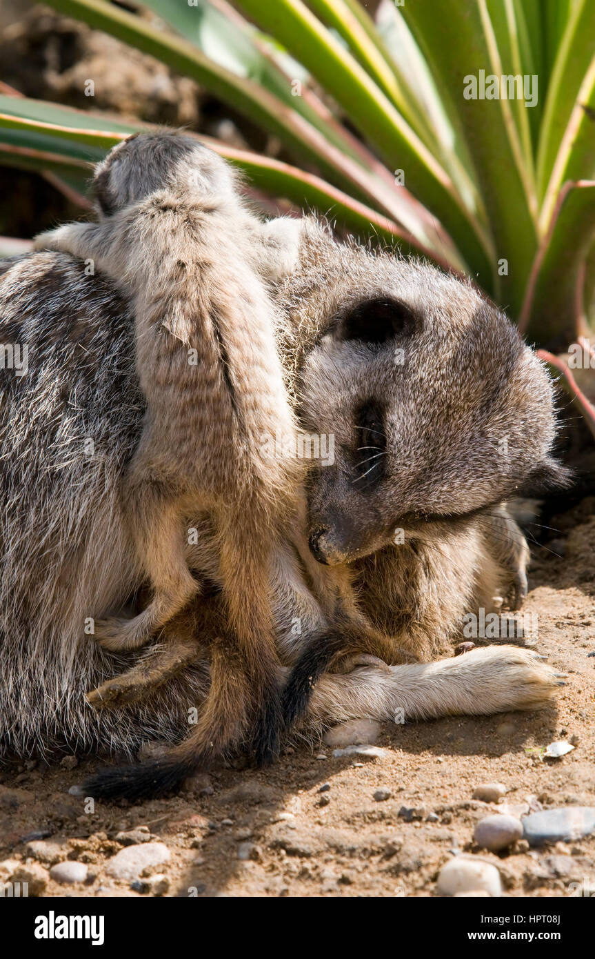 Suricata suricatta iona hi-res stock photography and images - Alamy