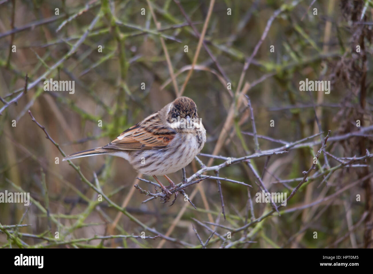 Male common reed bunting (Emberiza schoeniclus Stock Photo - Alamy