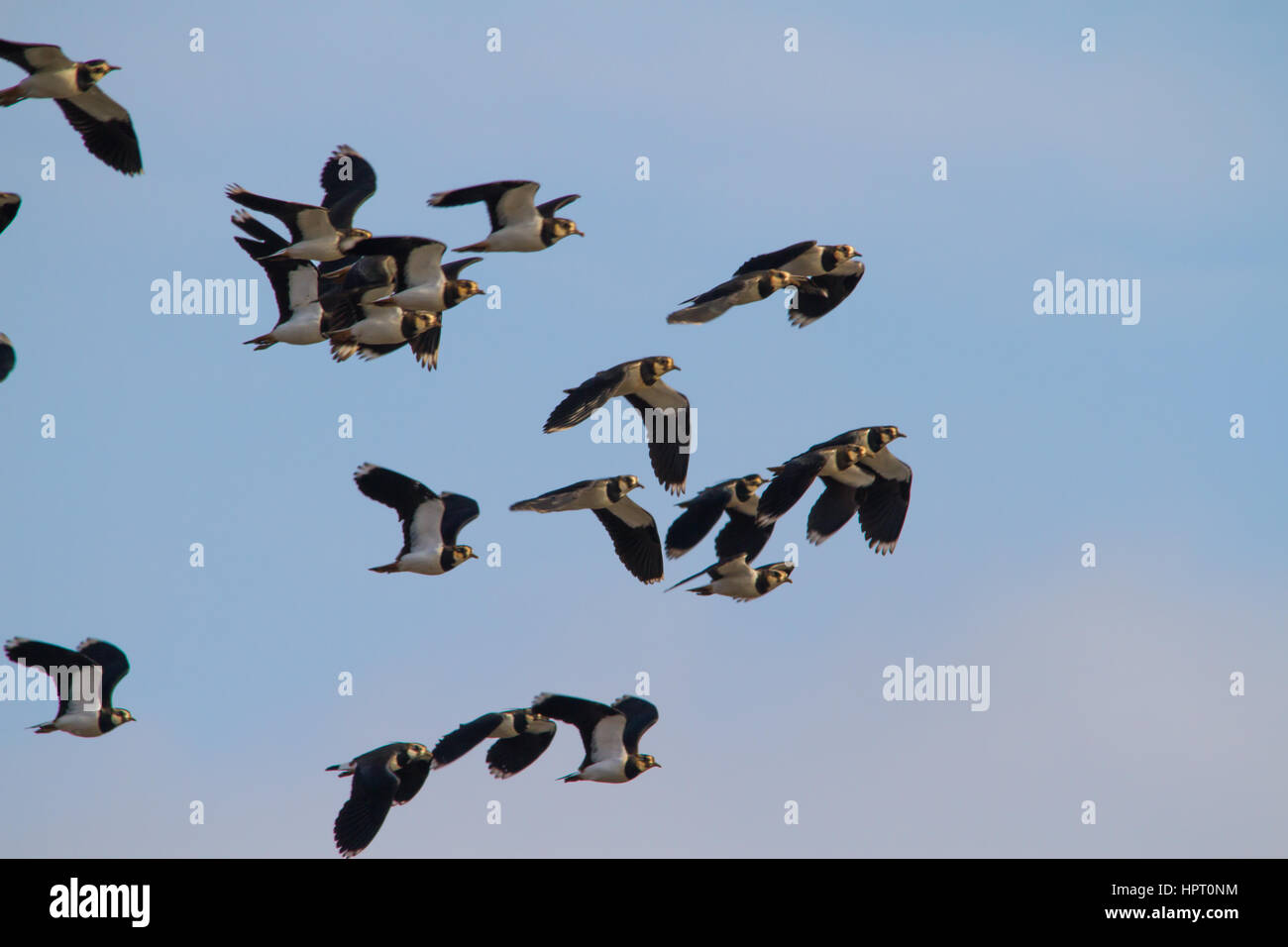 Pewit hi-res stock photography and images - Alamy