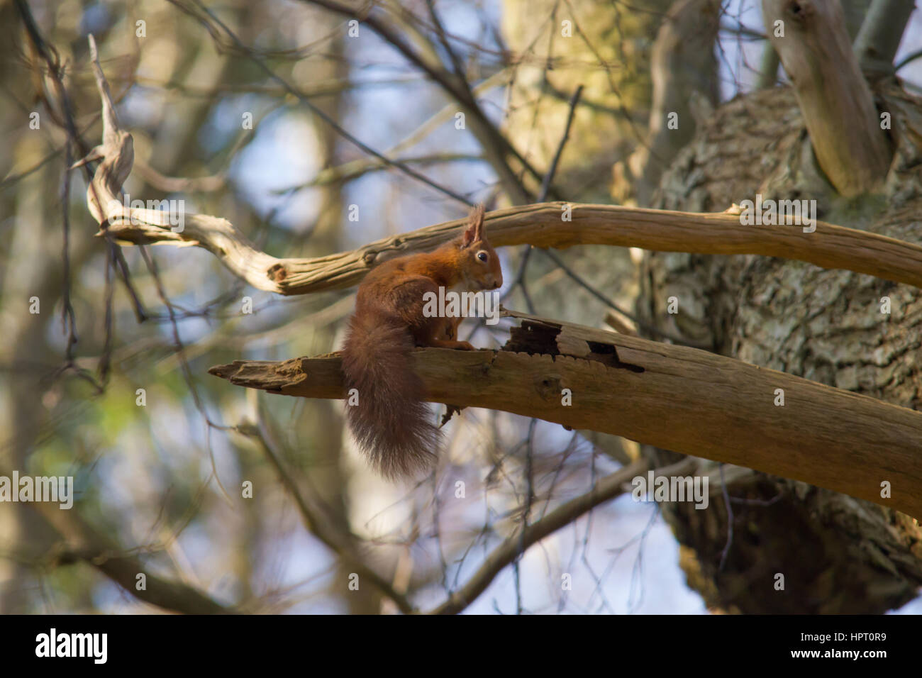 Sciuridae sciurus vulgaris hi-res stock photography and images - Alamy