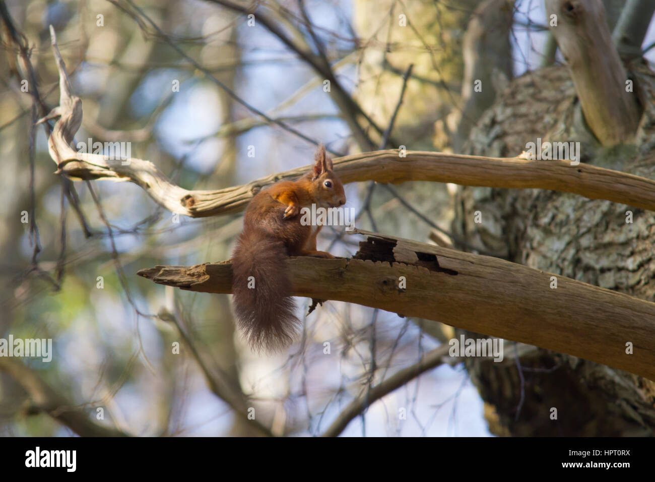 Red Squirrel or Eurasian Red Squirrel (Sciurus vulgaris Stock Photo - Alamy