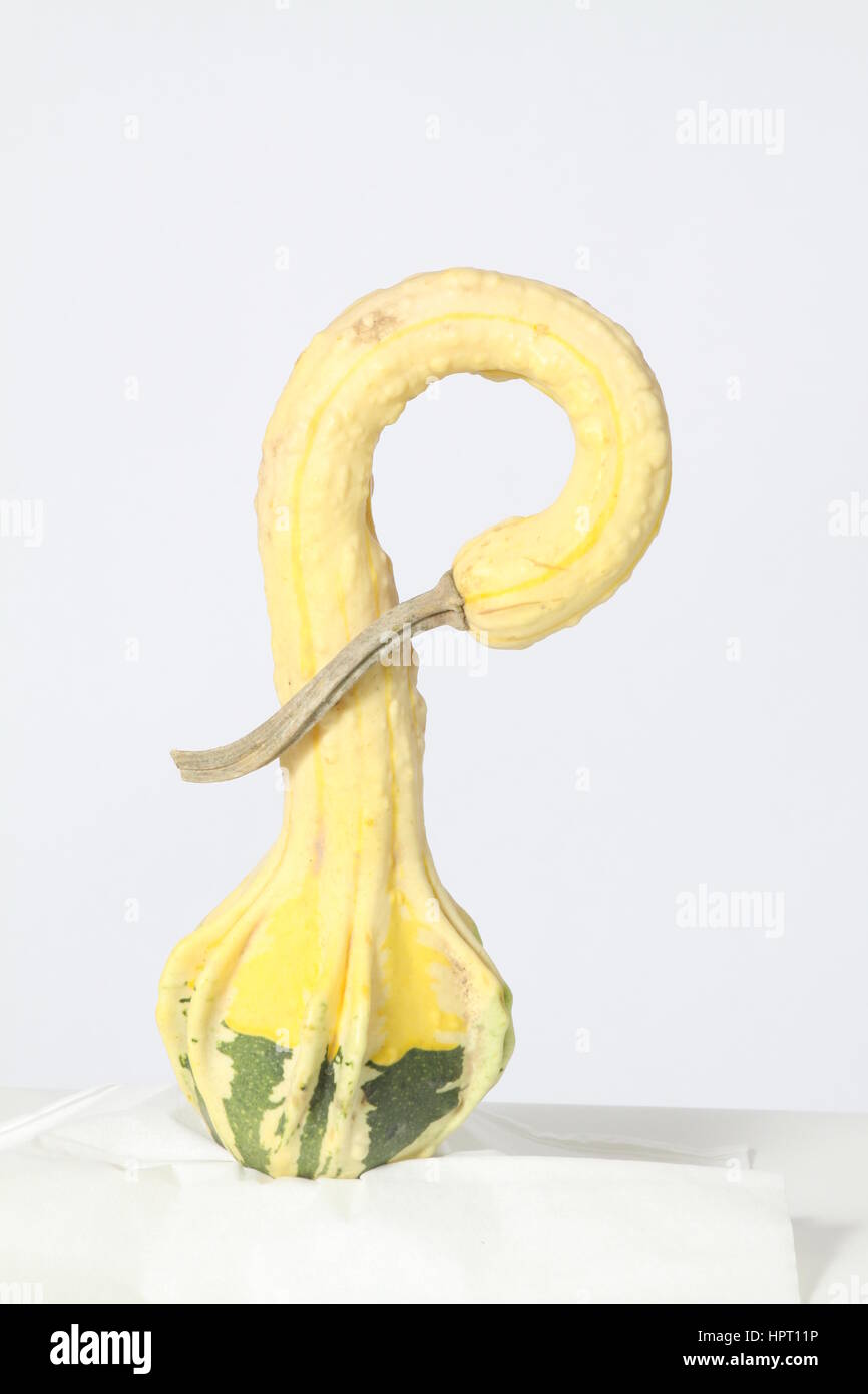 Ornamental Gourd, against a light colored back ground. Isolated, yellow ...