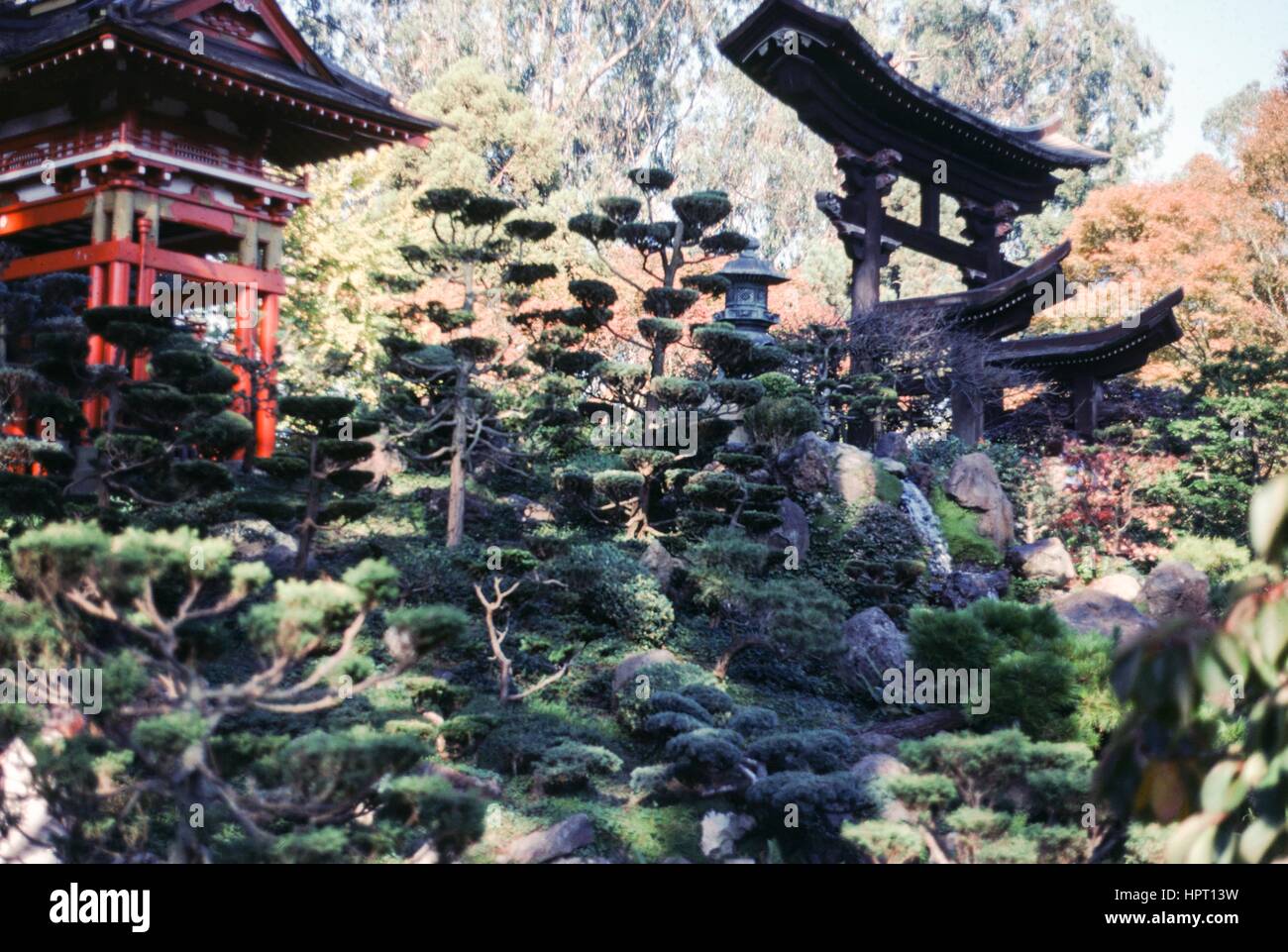 Japanese bay tree hi-res stock photography and images - Alamy