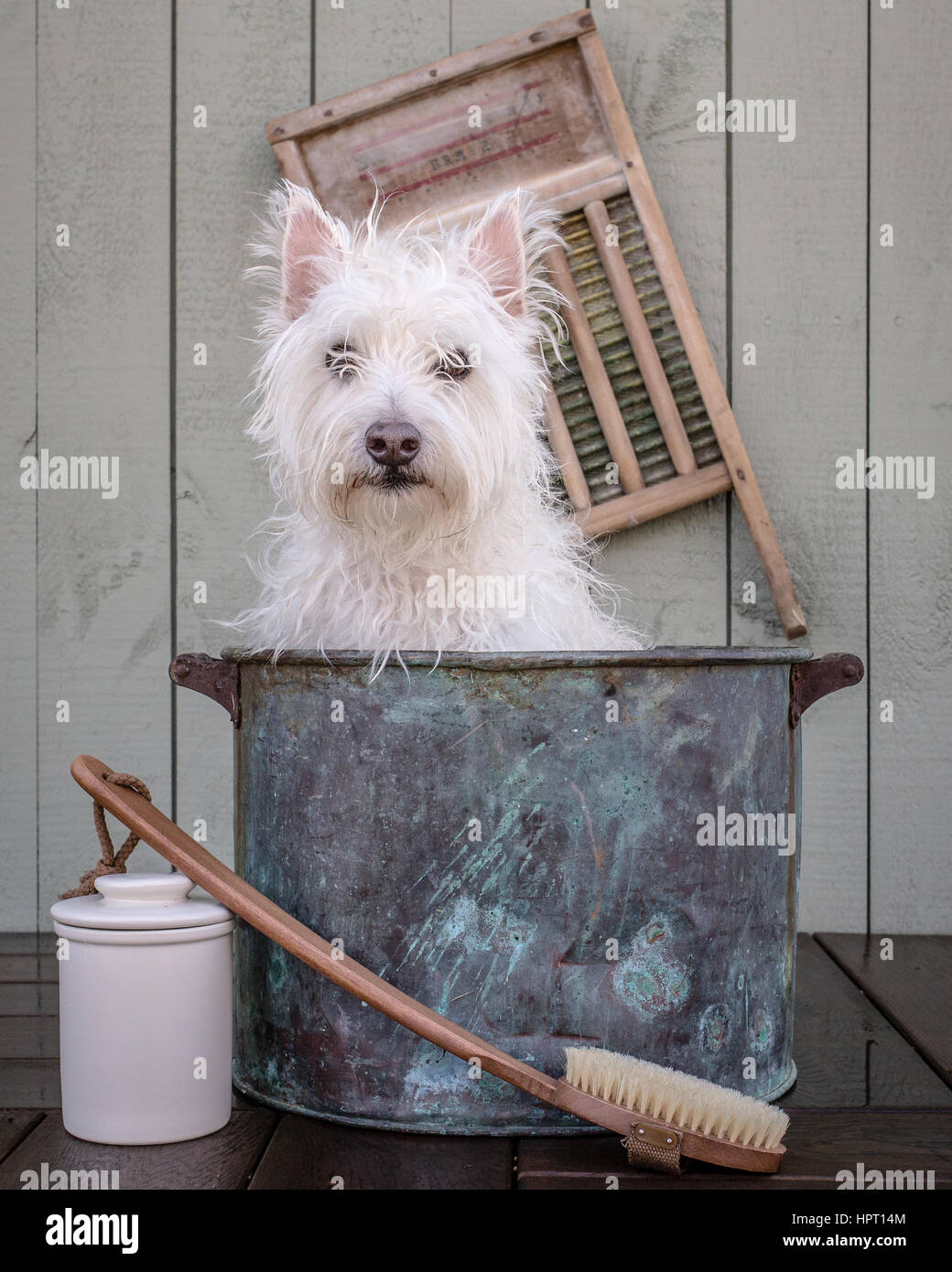 A small white dog gets a bath Stock Photo - Alamy