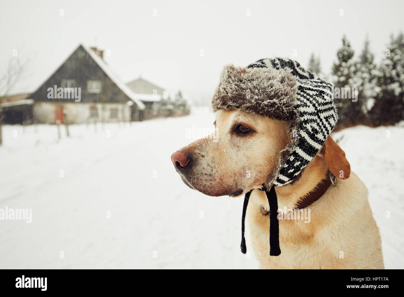 Pet humanization hi-res stock photography and images - Alamy