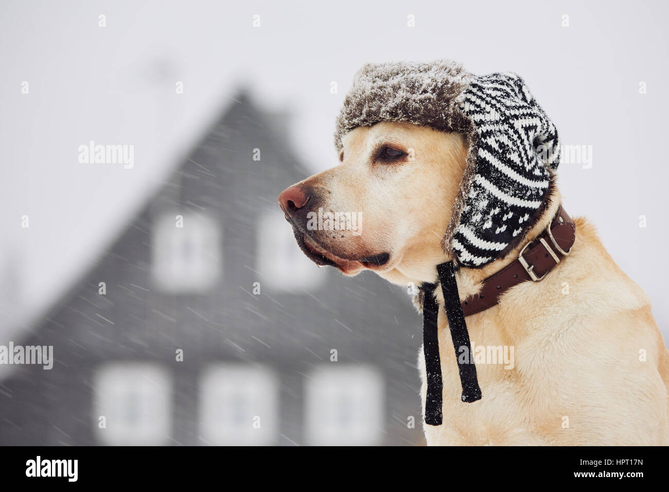 Pet humanization hi-res stock photography and images - Alamy