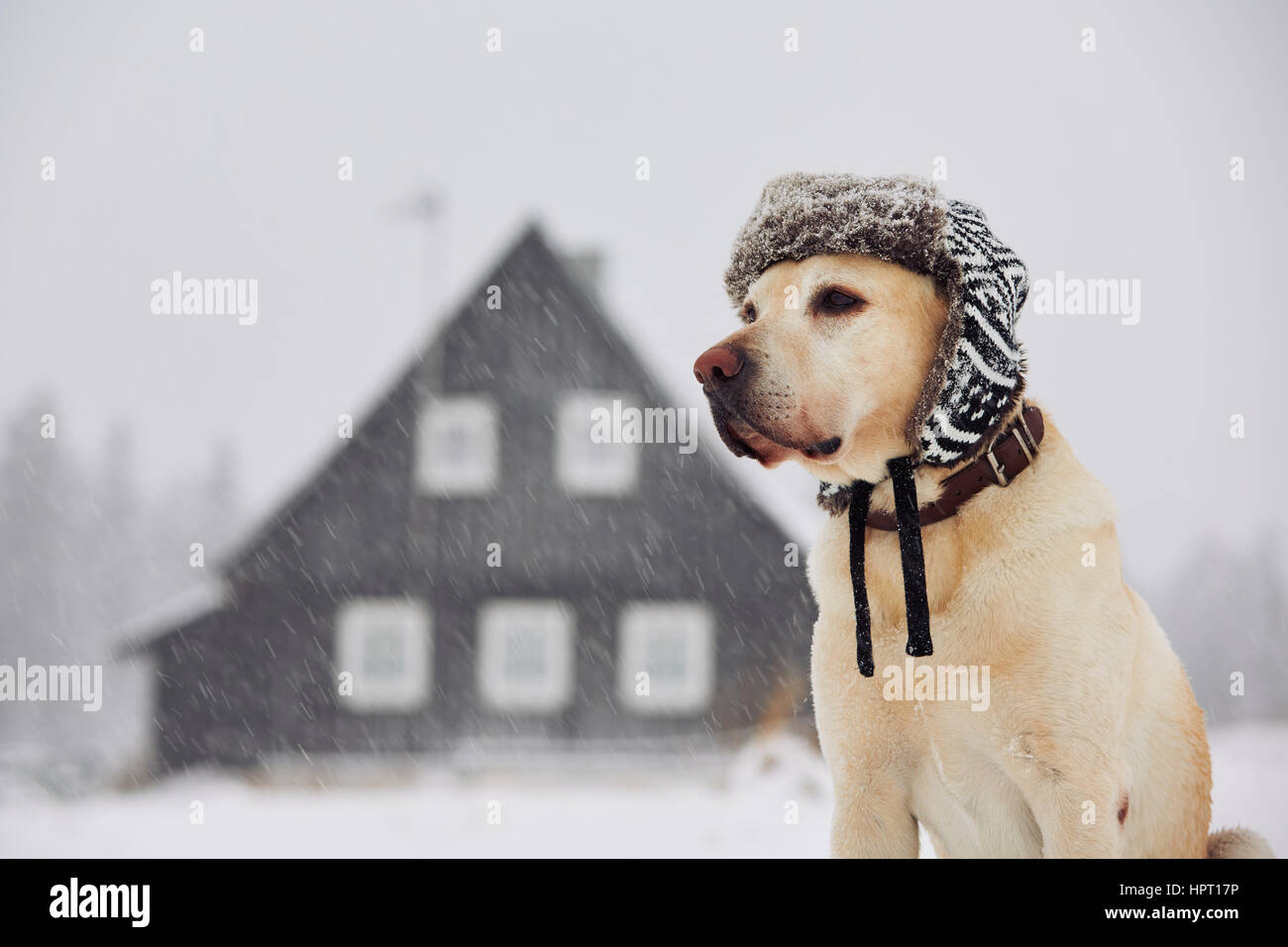 Labrador retriever with cap on his head in winter Stock Photo - Alamy